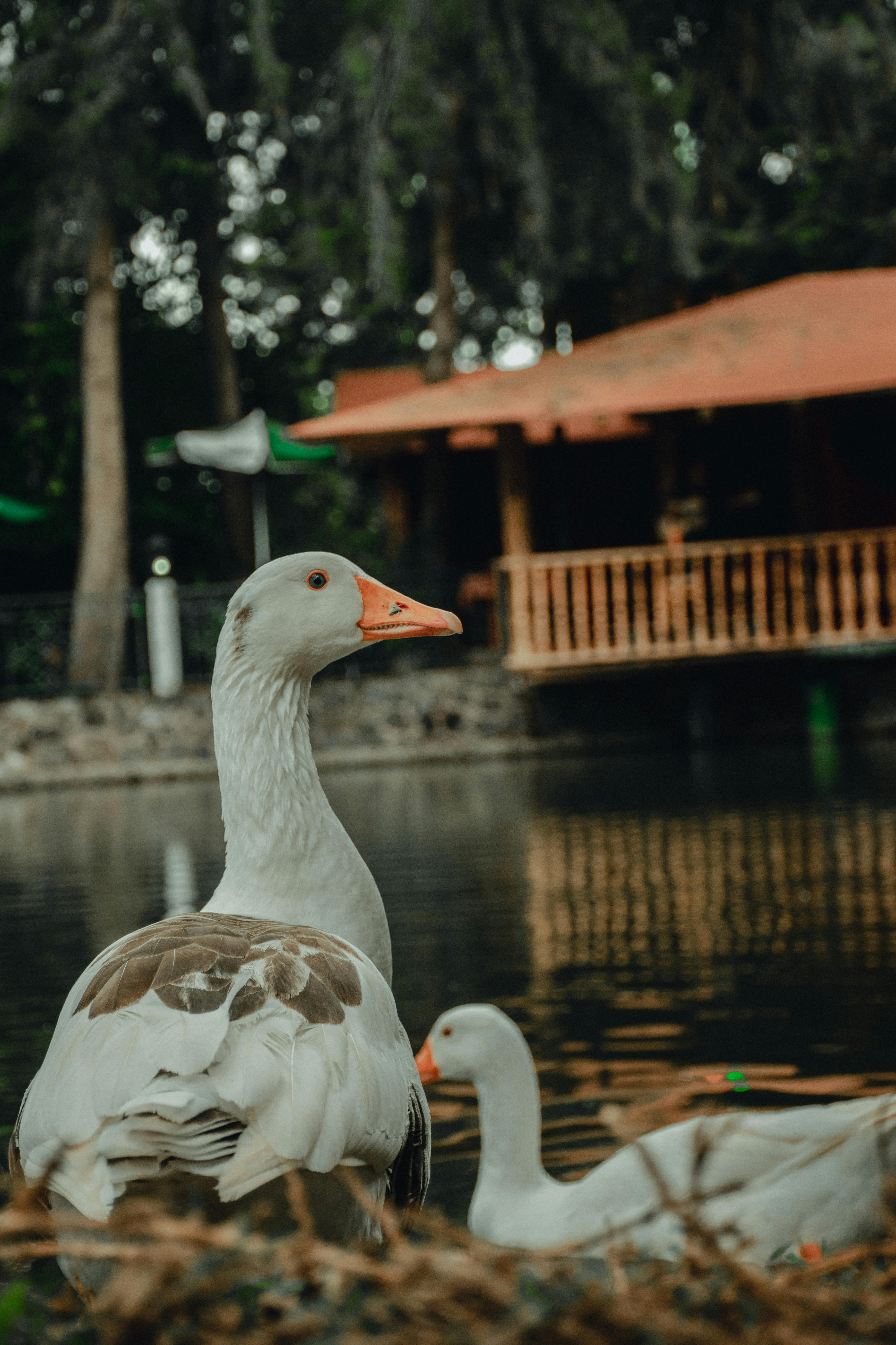 Close up of Two Geese · Free Stock Photo