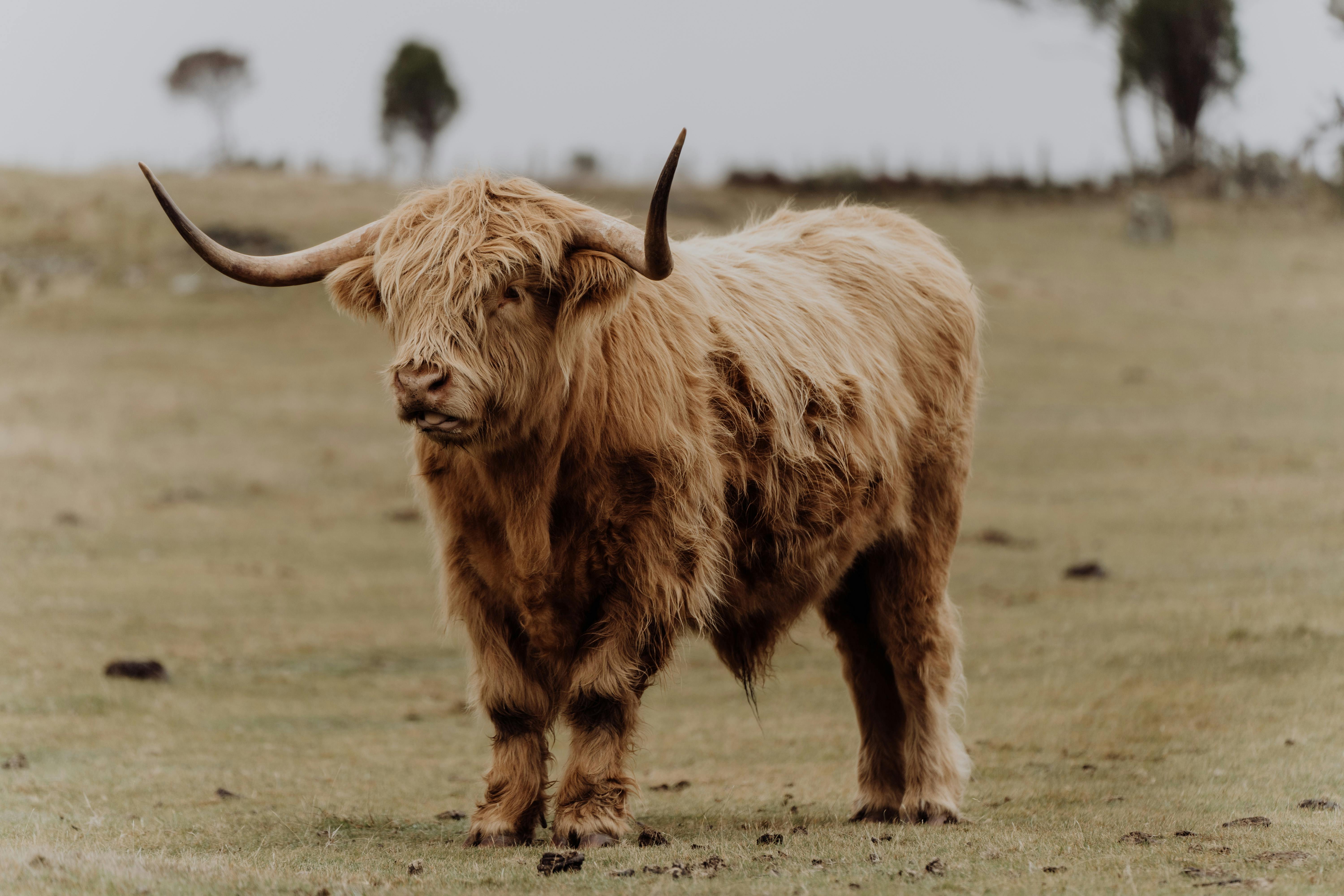 Gratis stockfoto van beest, boerderijdier, bos taurus, bruin, buiten ...