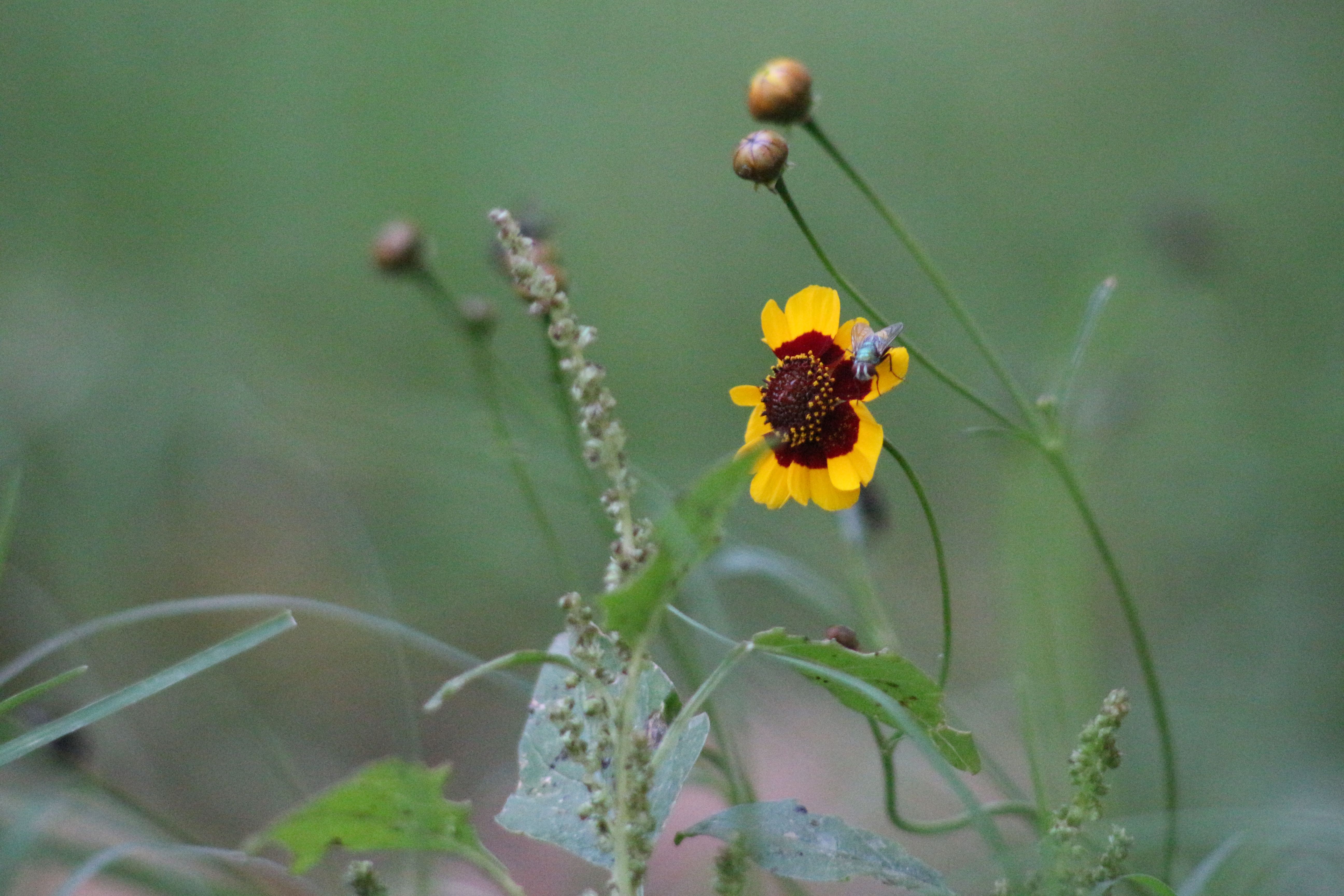 Usman Ghani - Photography