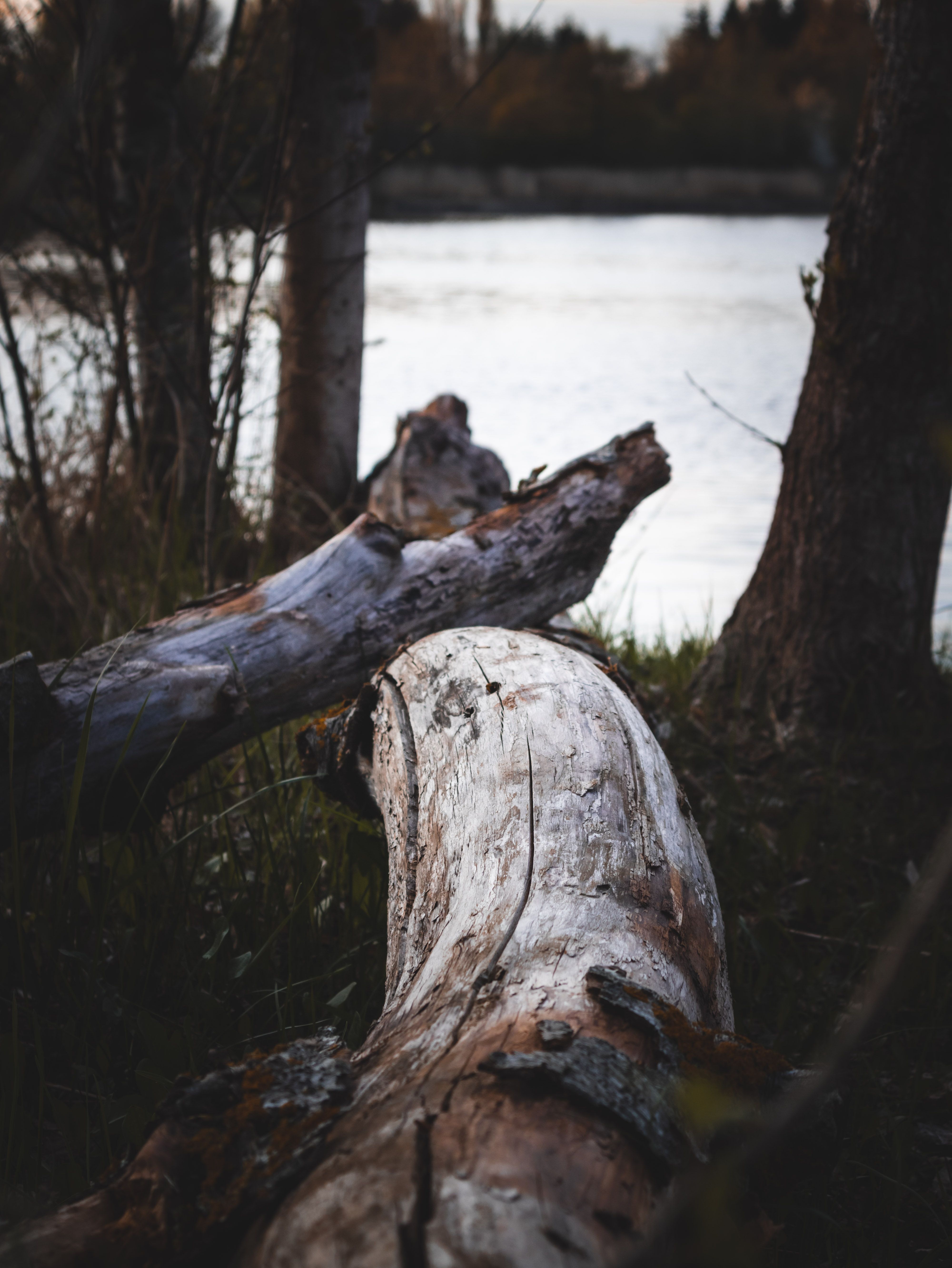 Old Cut Tree Trunk in Yard · Free Stock Photo
