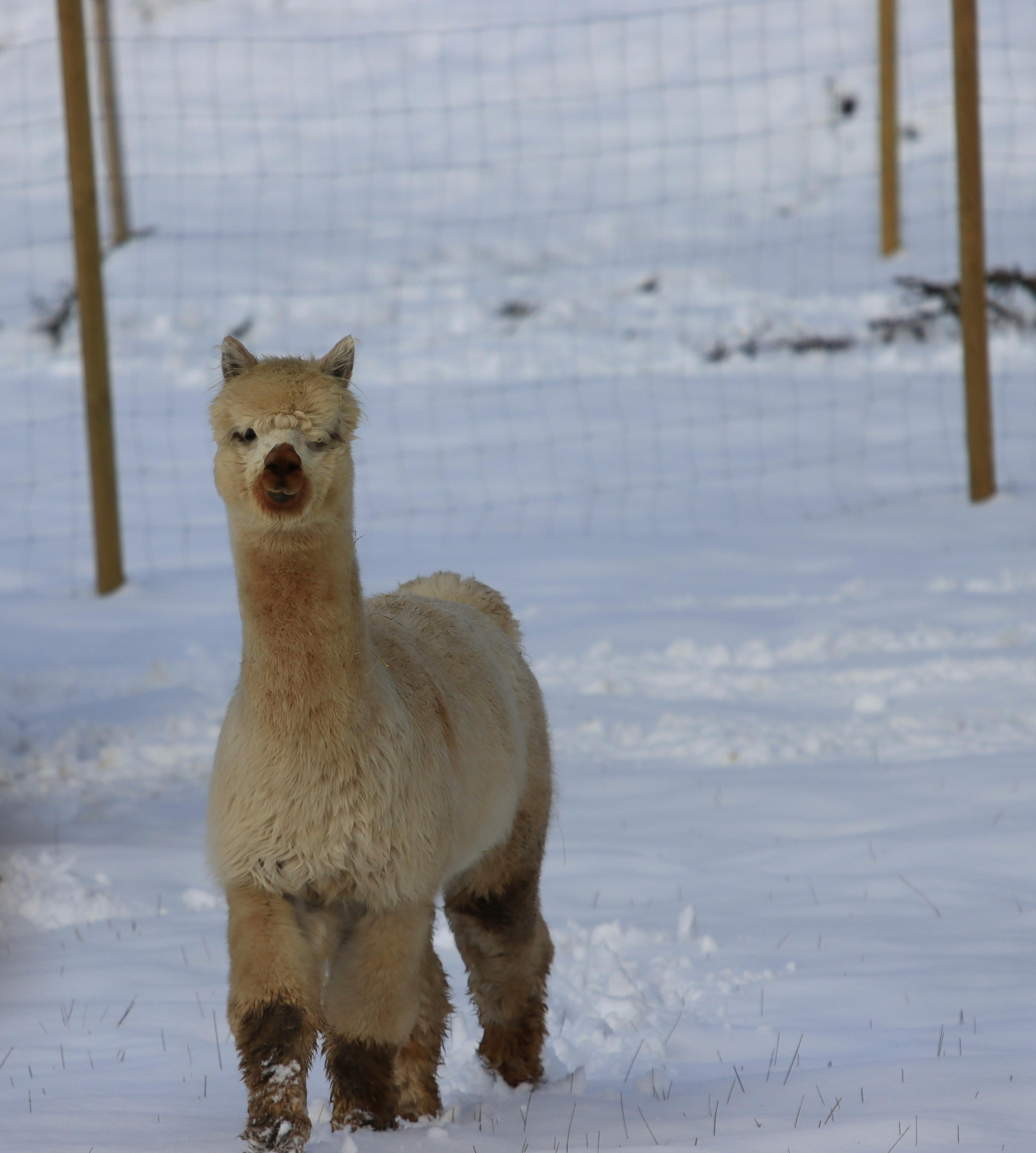 Alpaca in Snow · Free Stock Photo