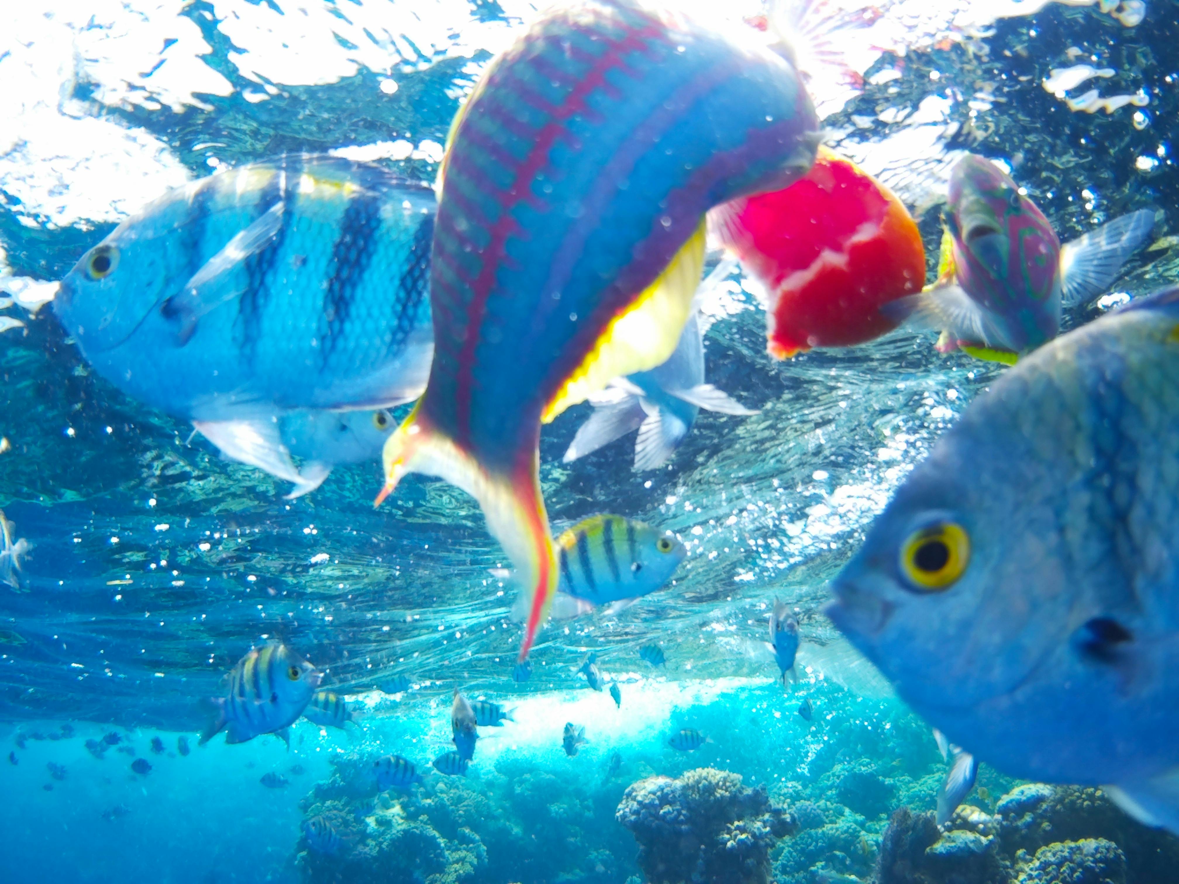 Tropical fish - Marsa Alam, Egypt 30 Photos & Videos Collected by ...