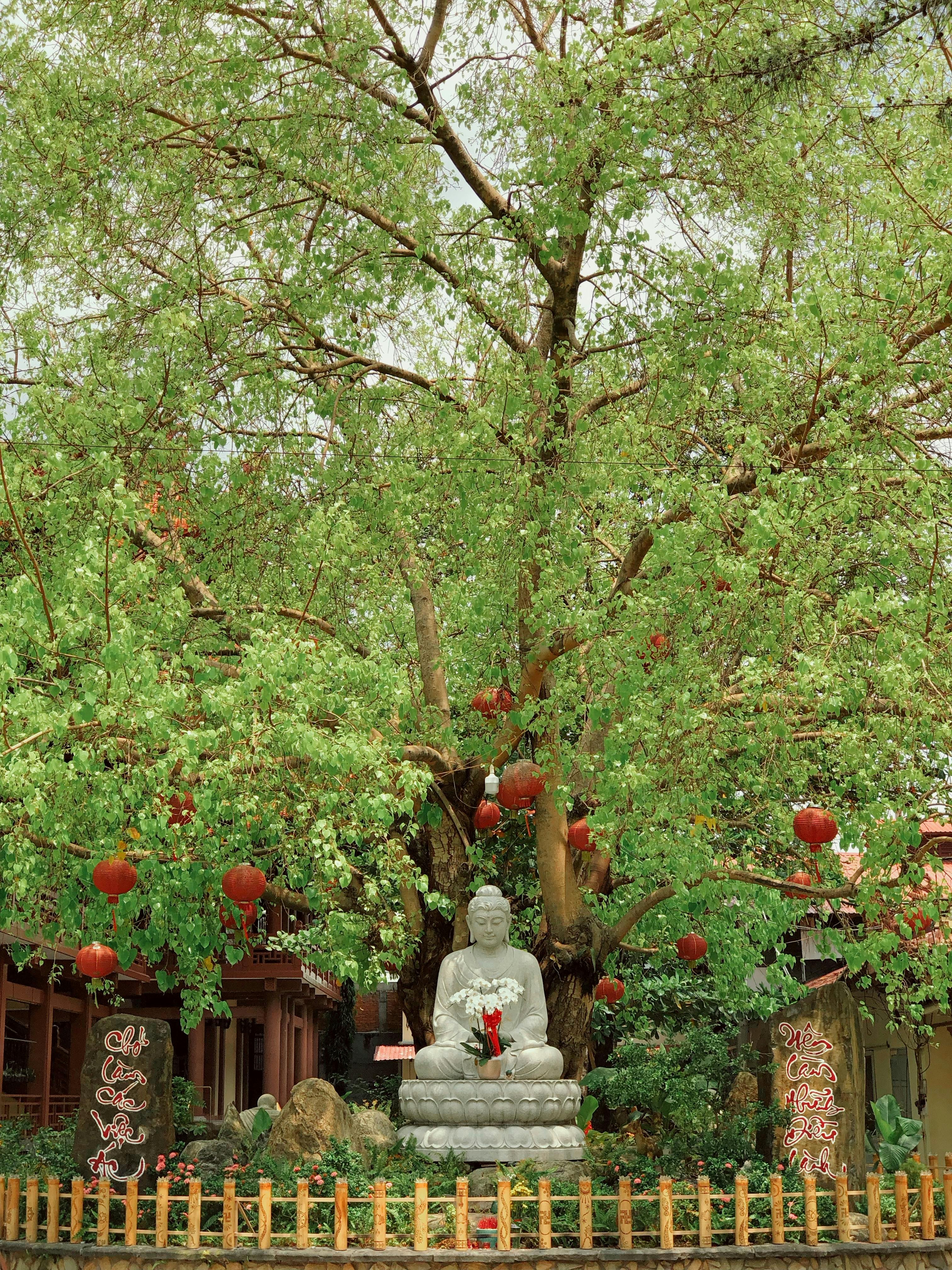 Buddha Statue by Tree · Free Stock Photo