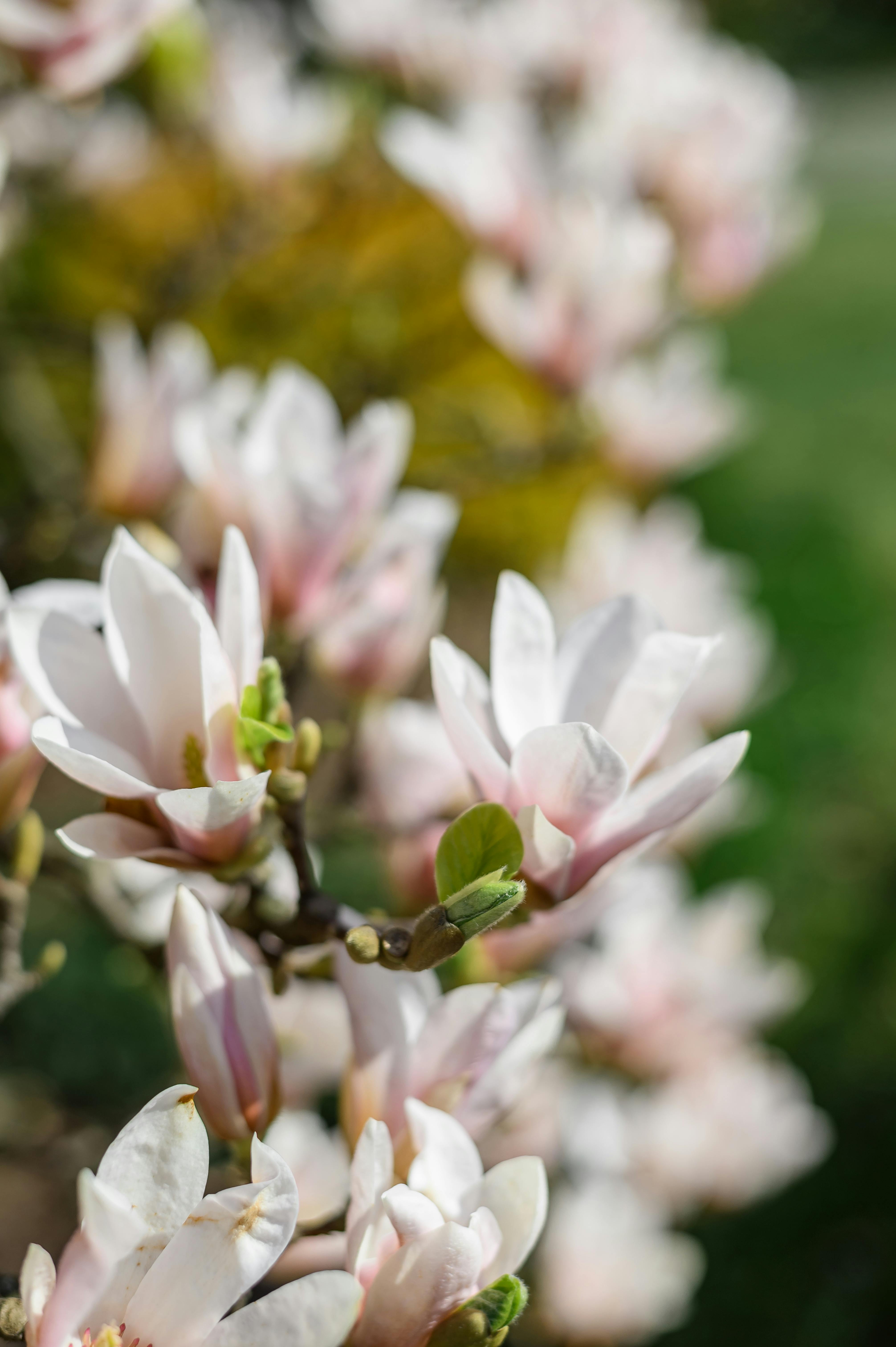 Magnolia tree in bloom. Magnolia close-up. spring mood. · Free Stock Photo