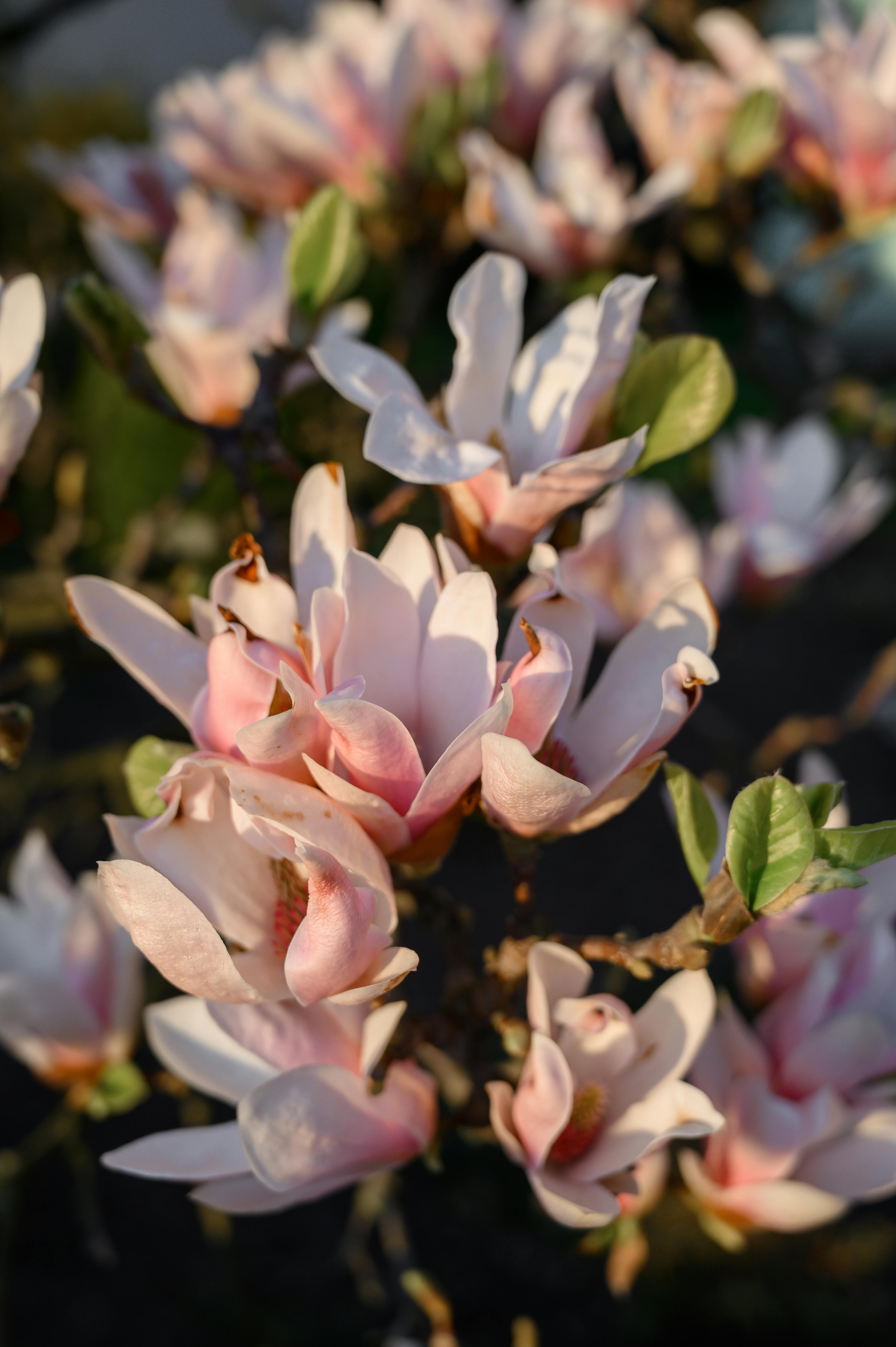 Magnolia tree in bloom. Magnolia close-up. spring mood. · Free Stock Photo
