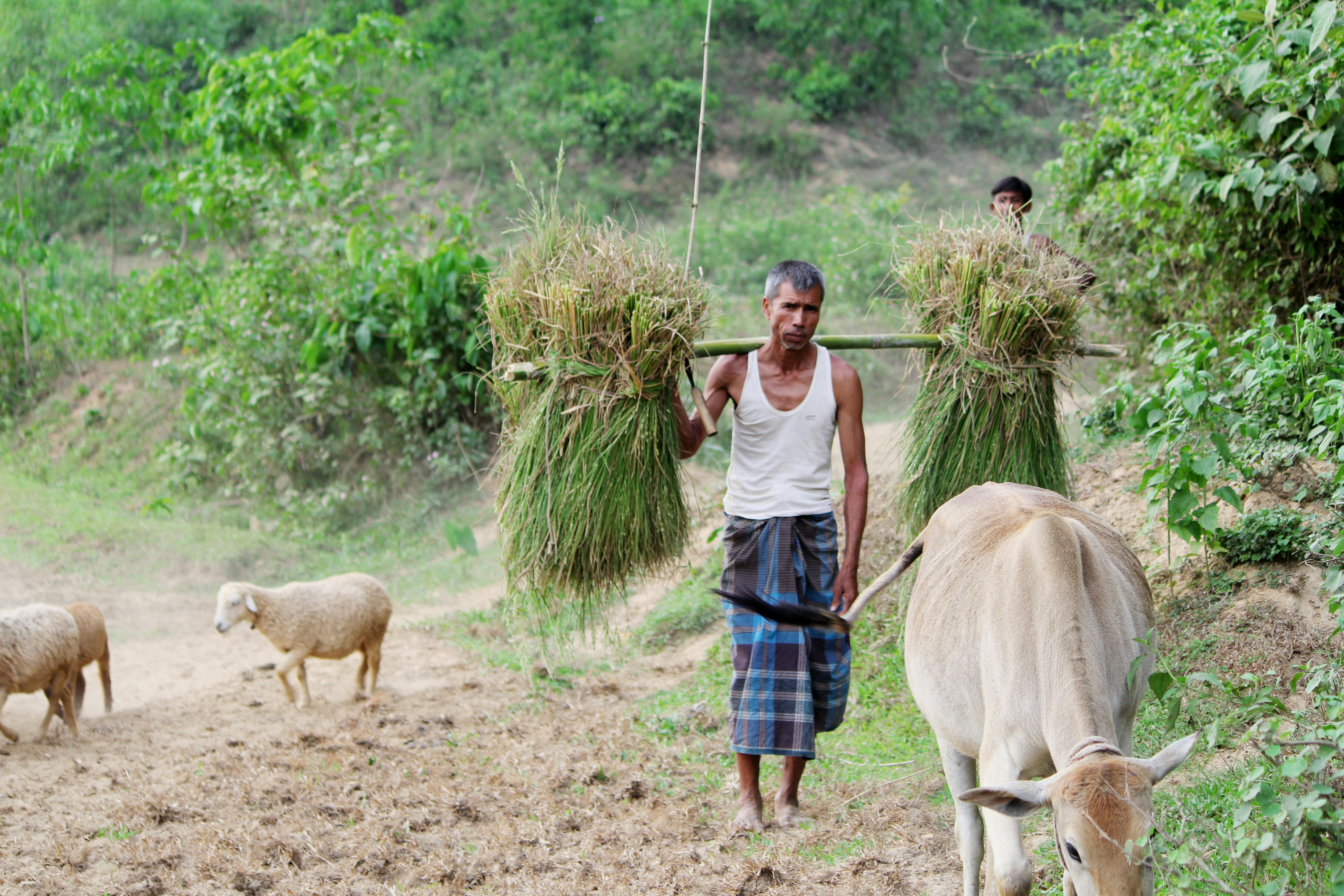 Farmer Carrying Rice Seedlings · Free Stock Photo
