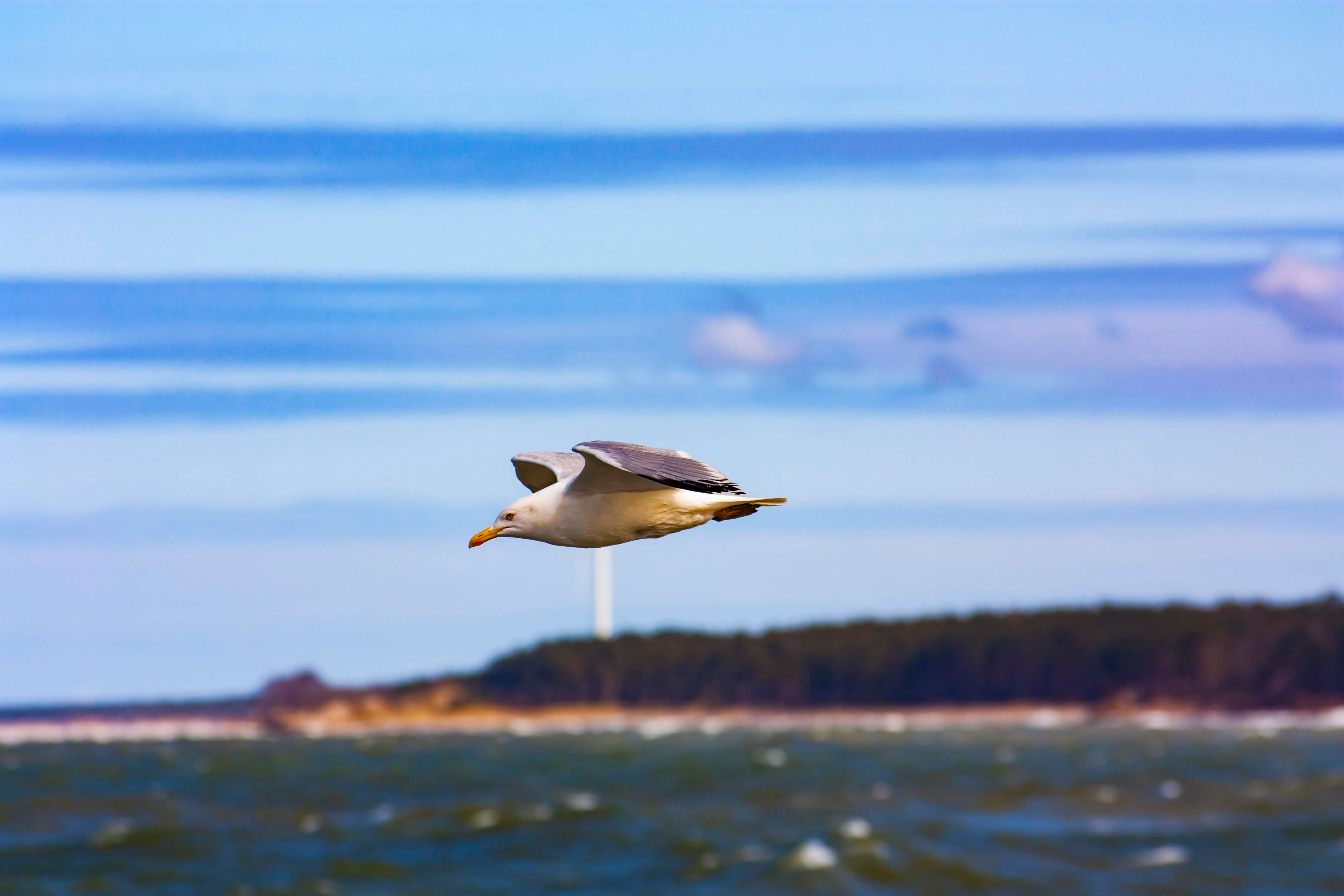 Seagull Flying over Water · Free Stock Photo