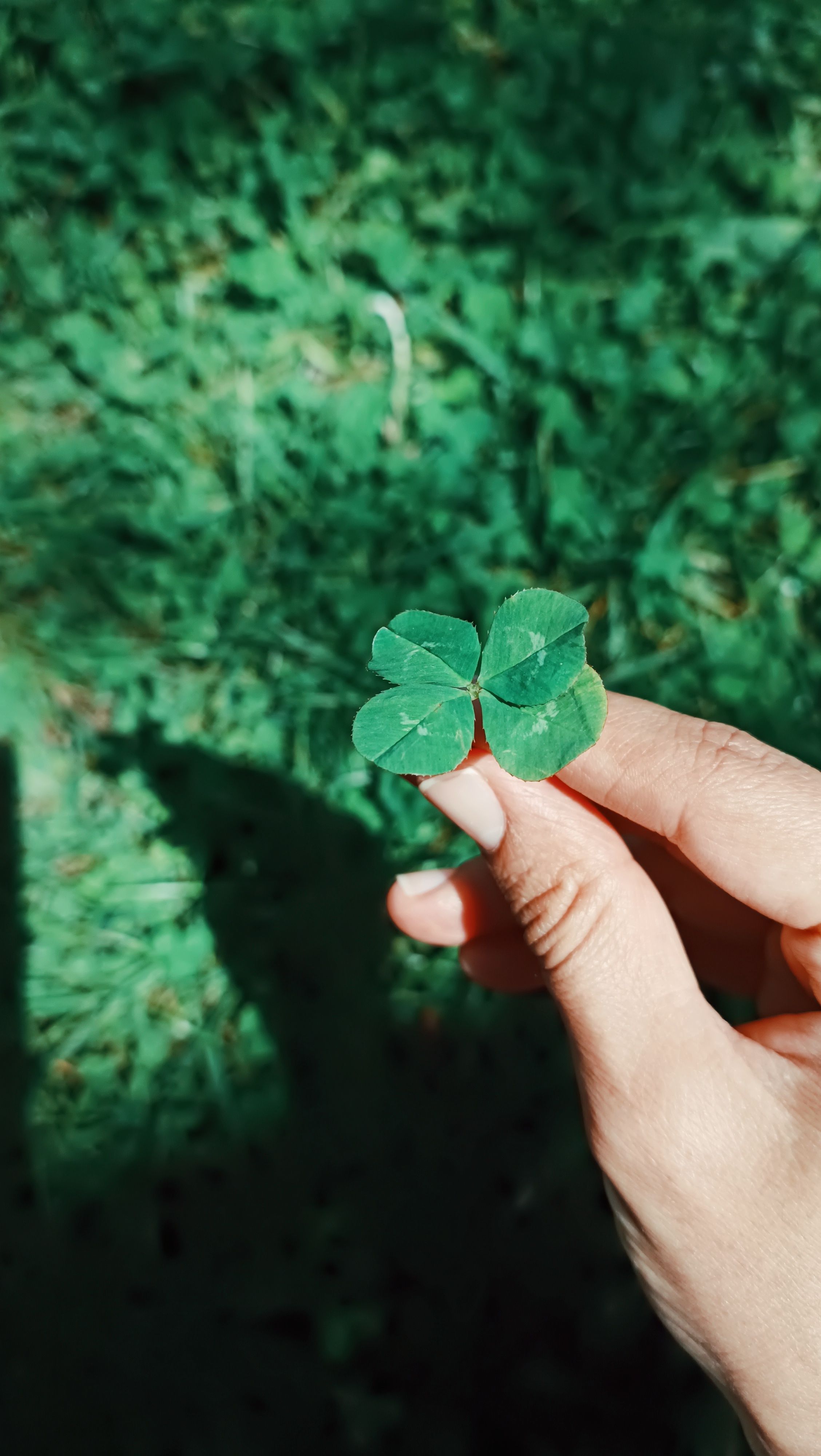 Hand Holding Clover · Free Stock Photo