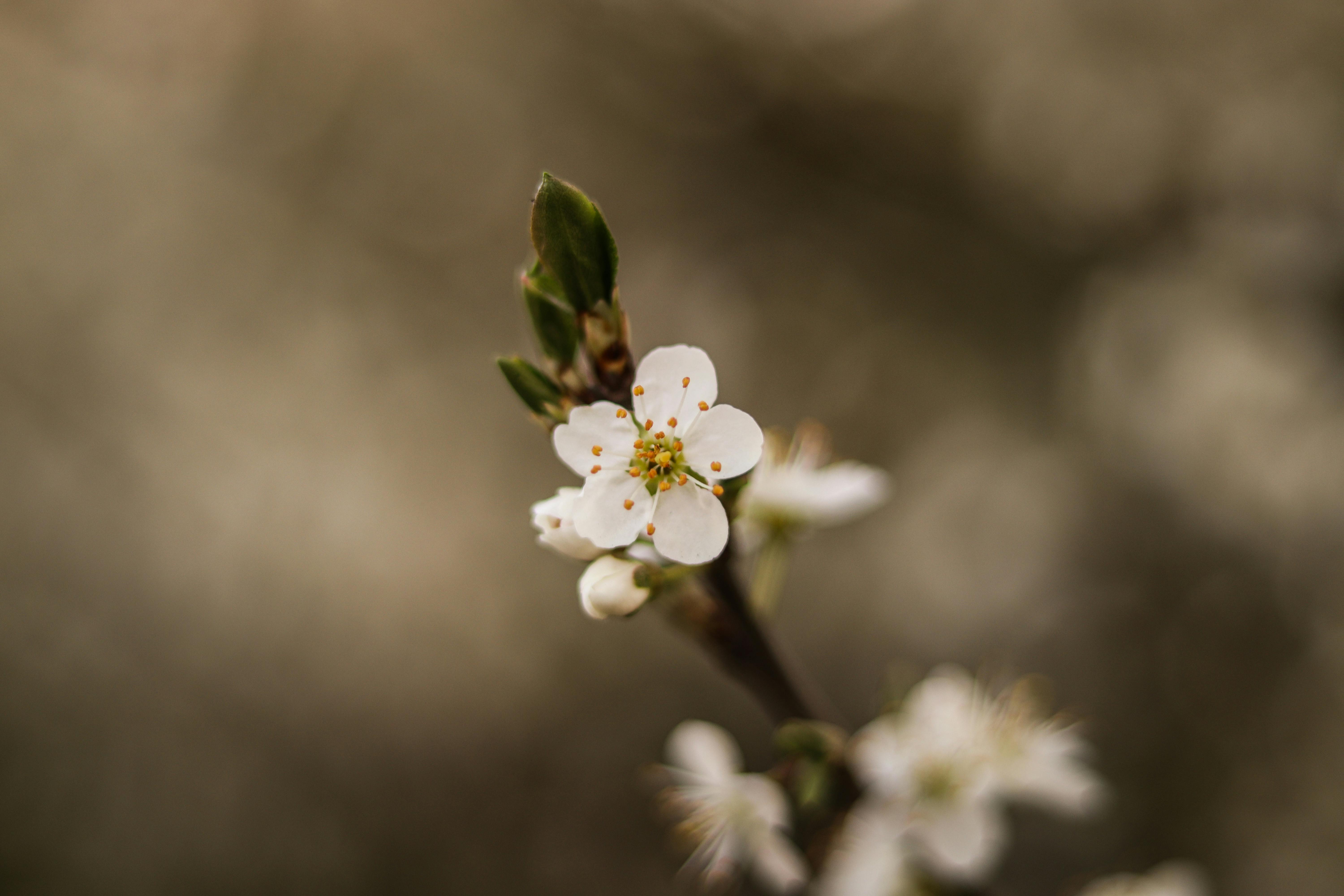 Flower on Branch · Free Stock Photo