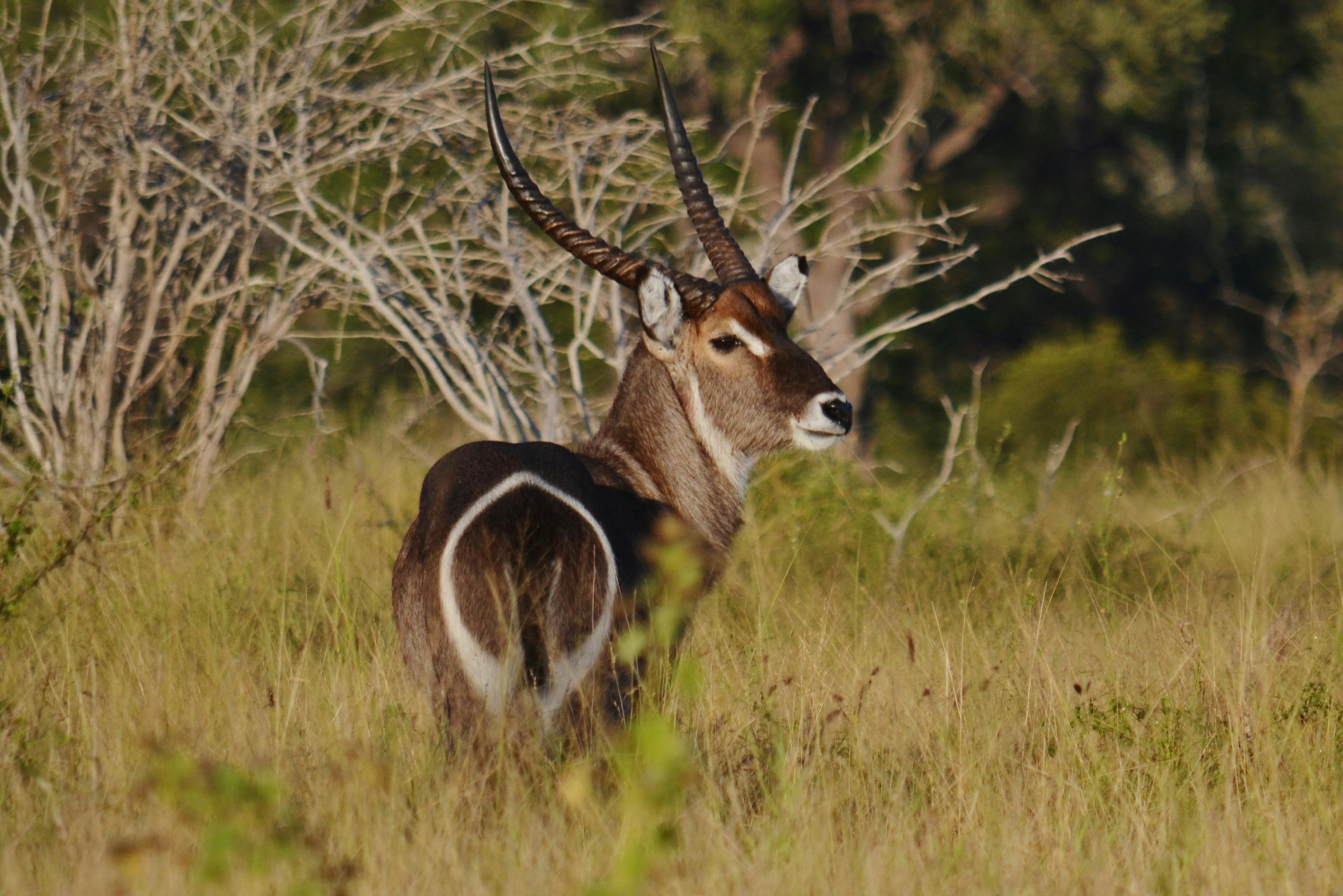 Two Impalas on a Field · Free Stock Photo