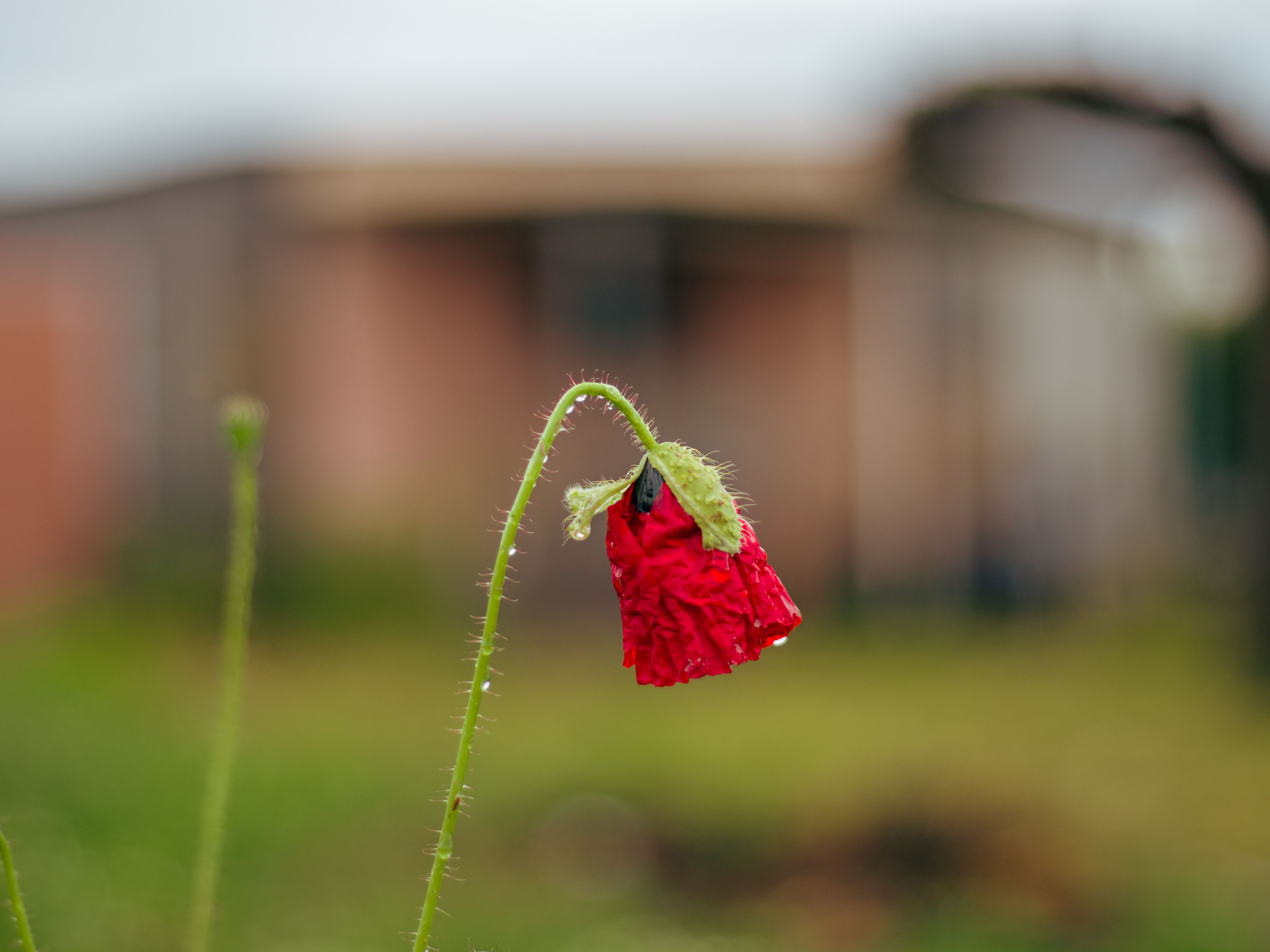 Red Rose in Nature · Free Stock Photo