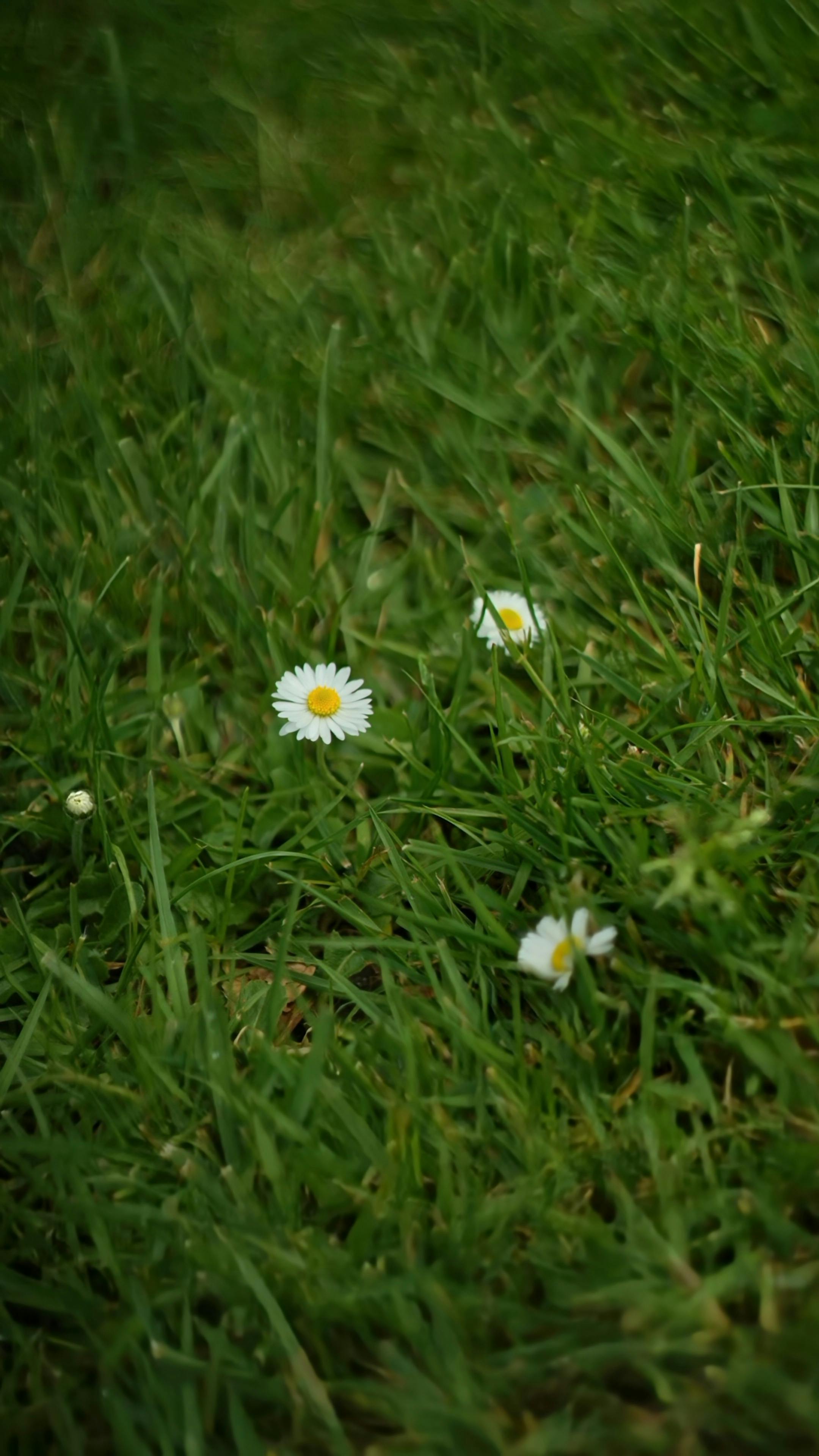 Close up of Flowers on Ground · Free Stock Photo