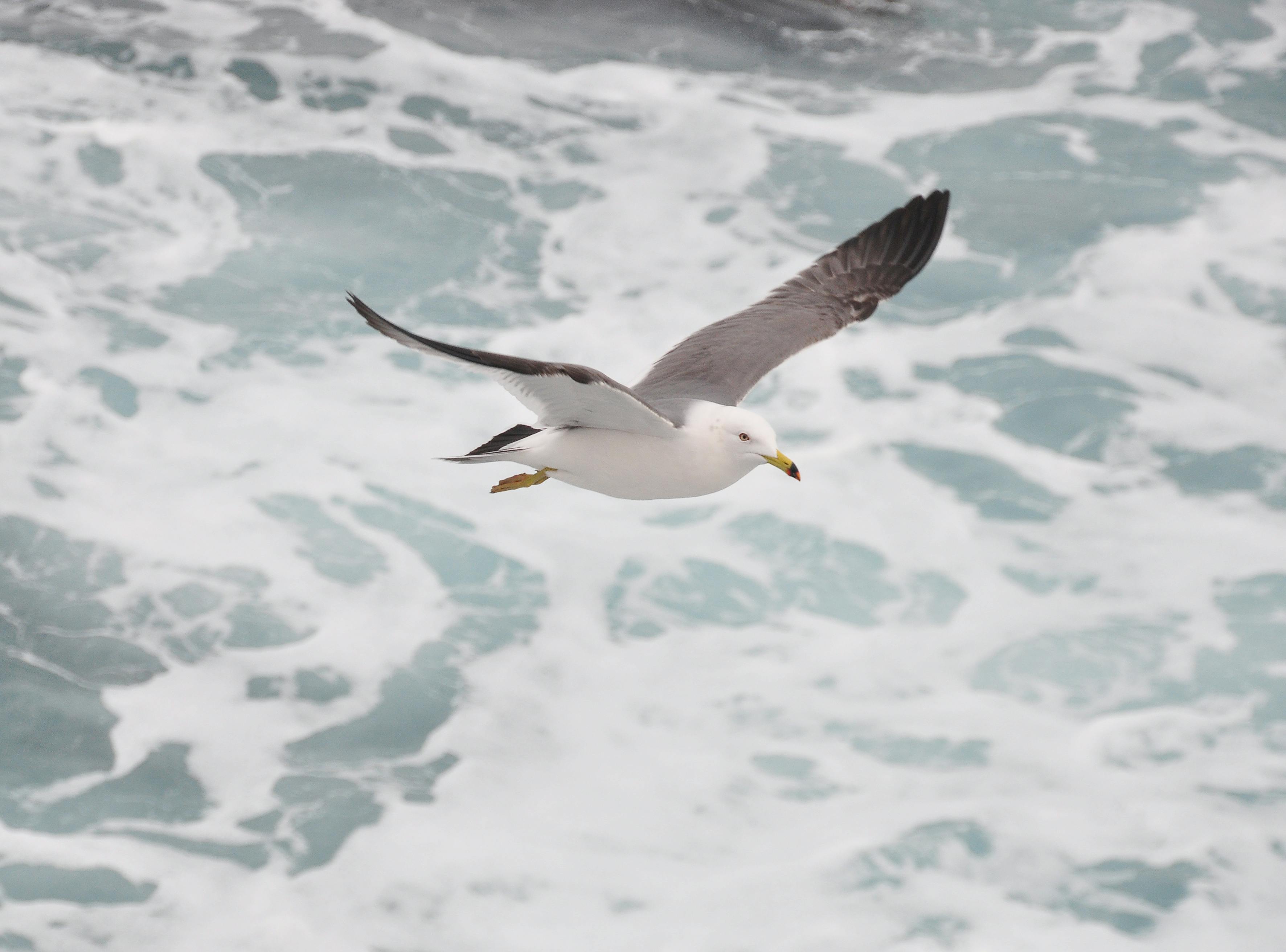 Close up of Flying Seagull · Free Stock Photo