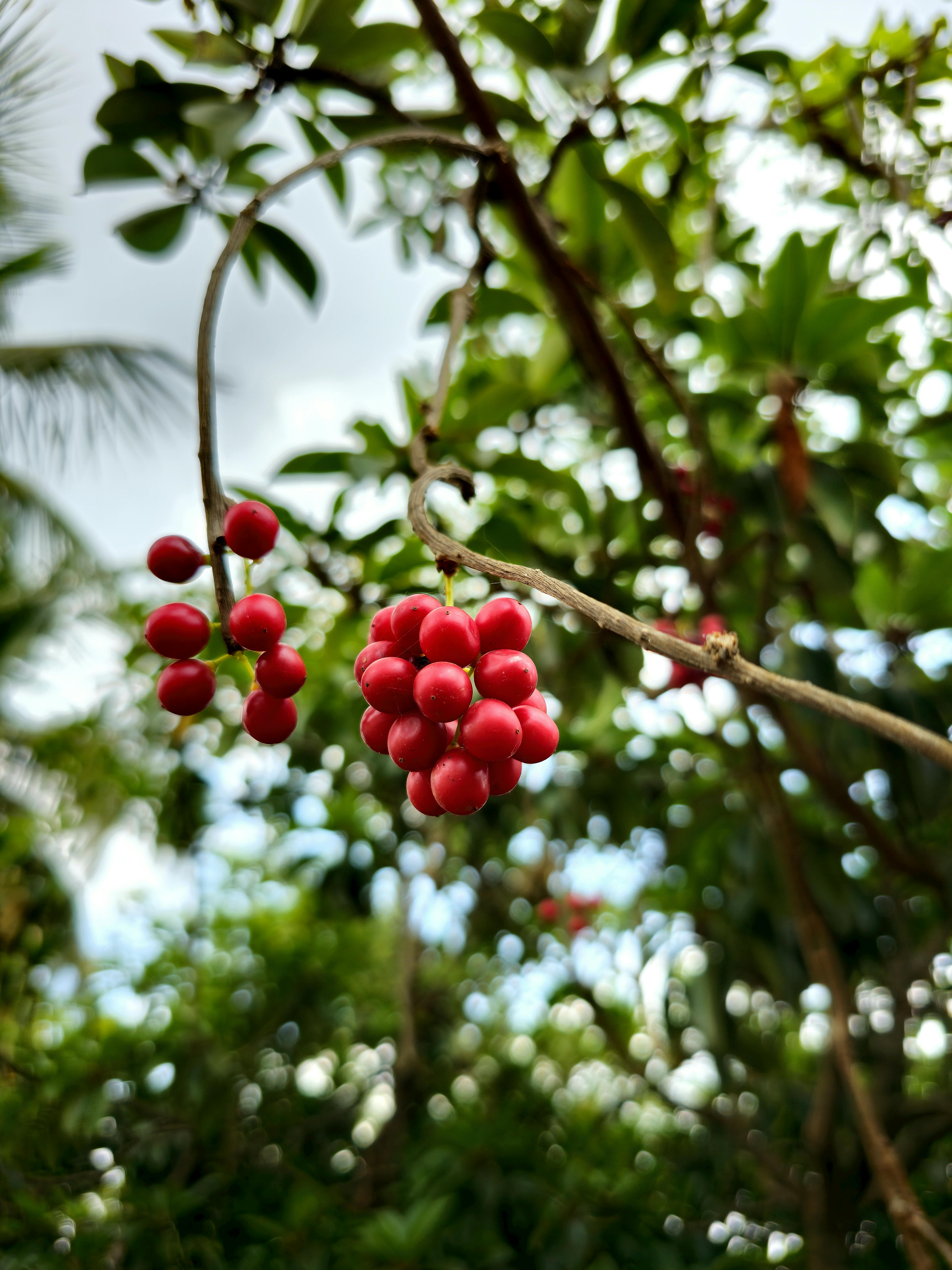 Close-up of Berries on the Magnolia Berry Tree · Free Stock Photo