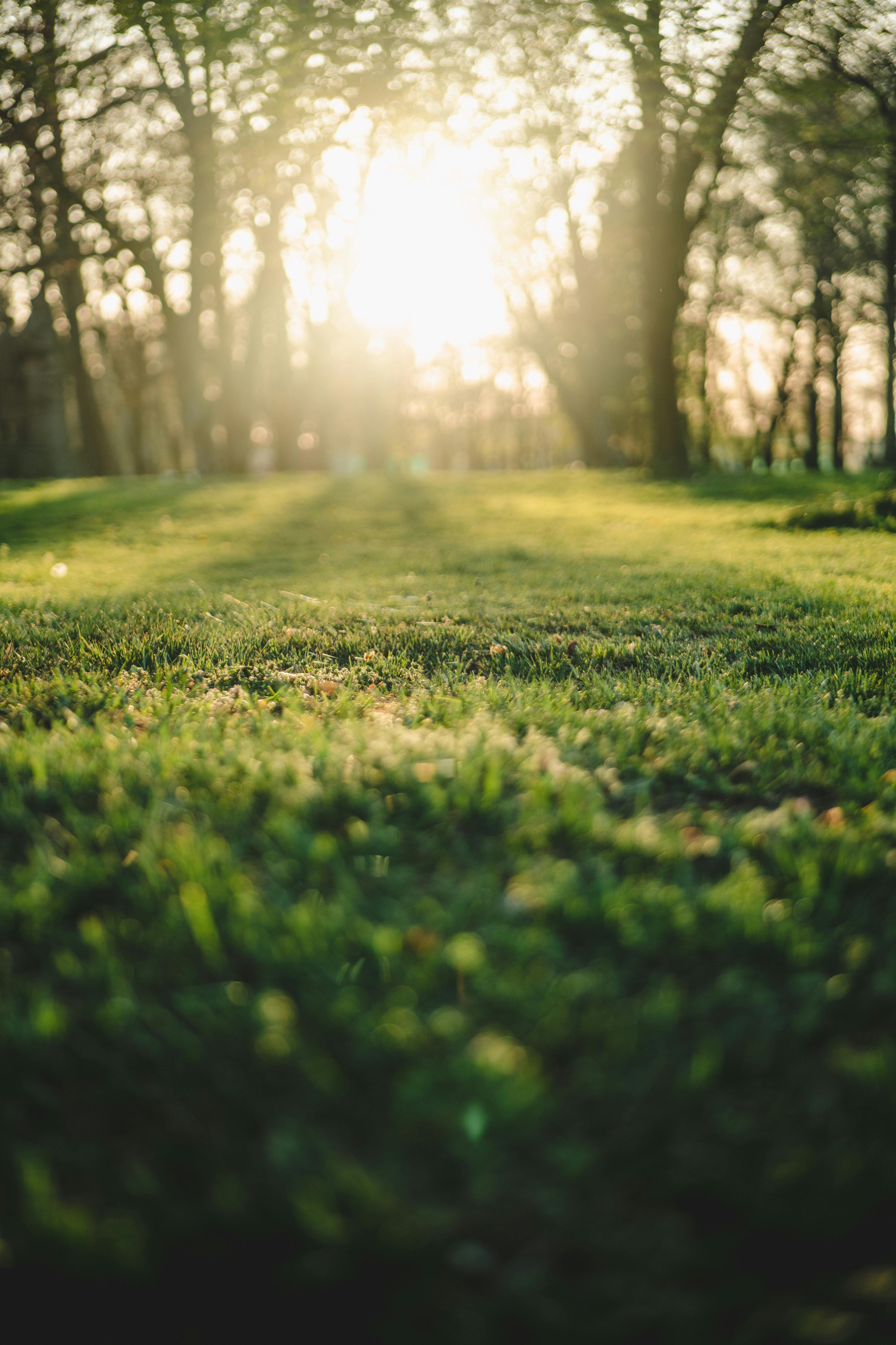 Grass Landscape Photos, Download The BEST Free Grass Landscape Stock ...