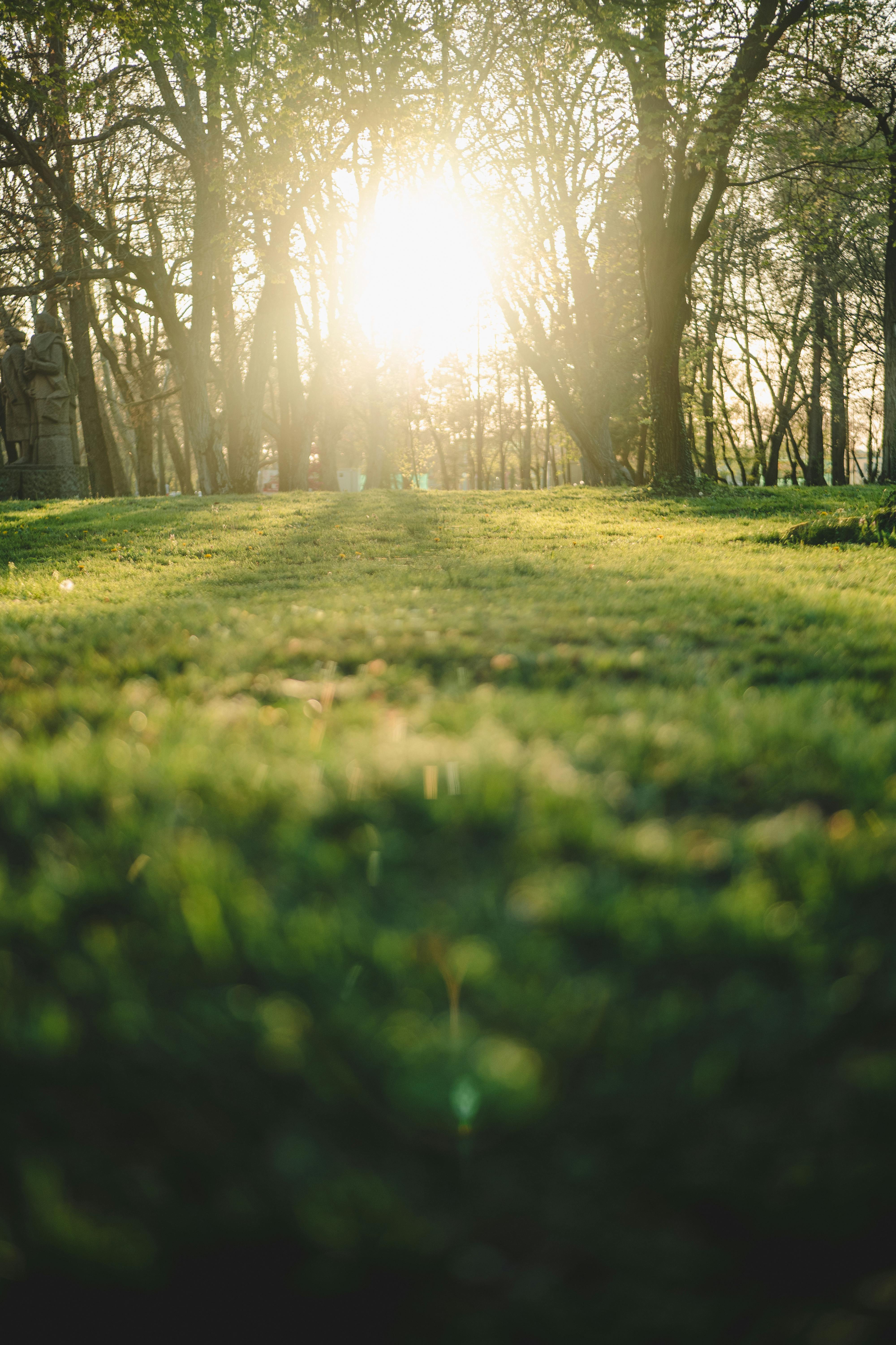 Sun Rising among Trees in a Park · Free Stock Photo