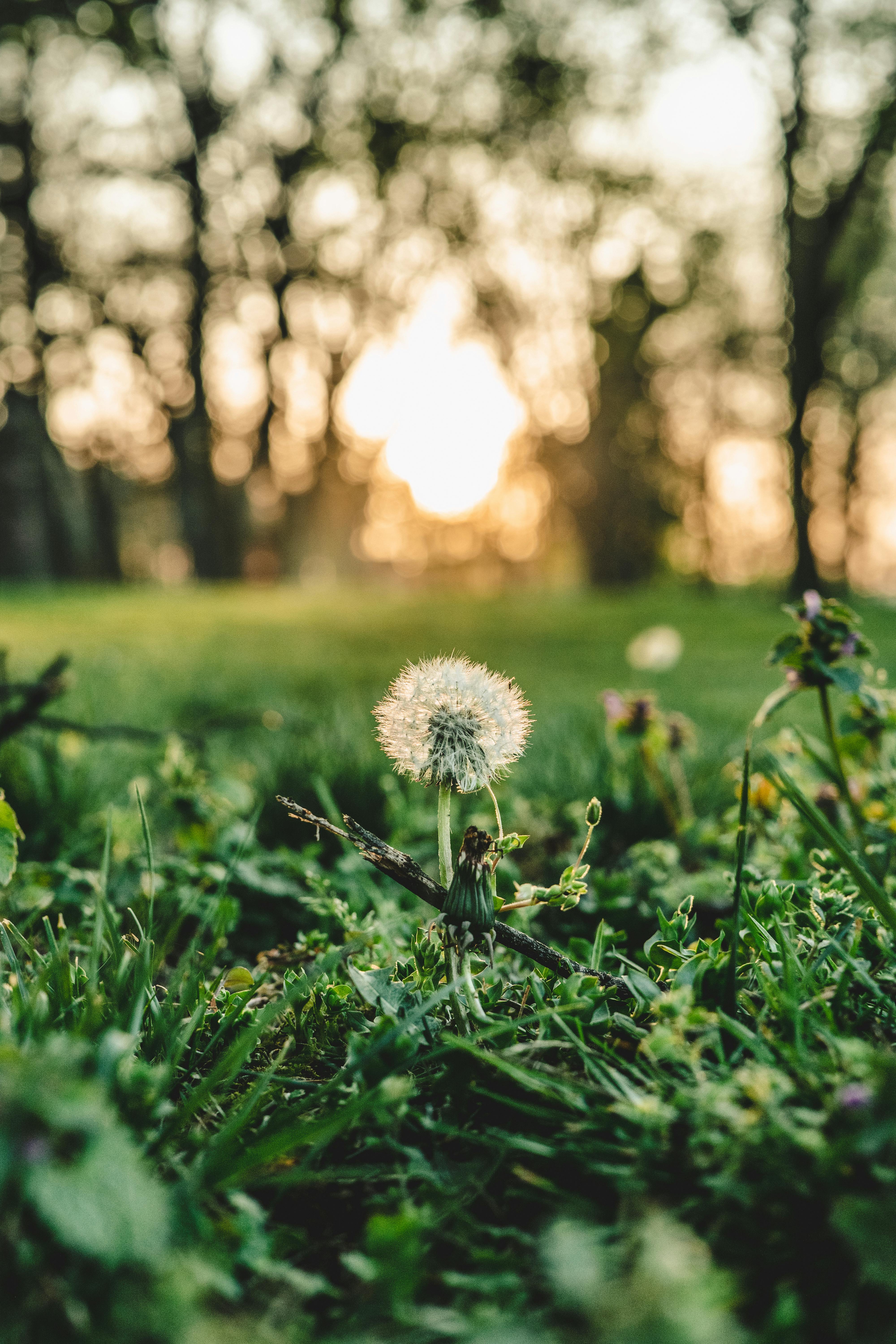 Lock Screen Wallpaper Dandelion Photos, Download The BEST Free Lock ...