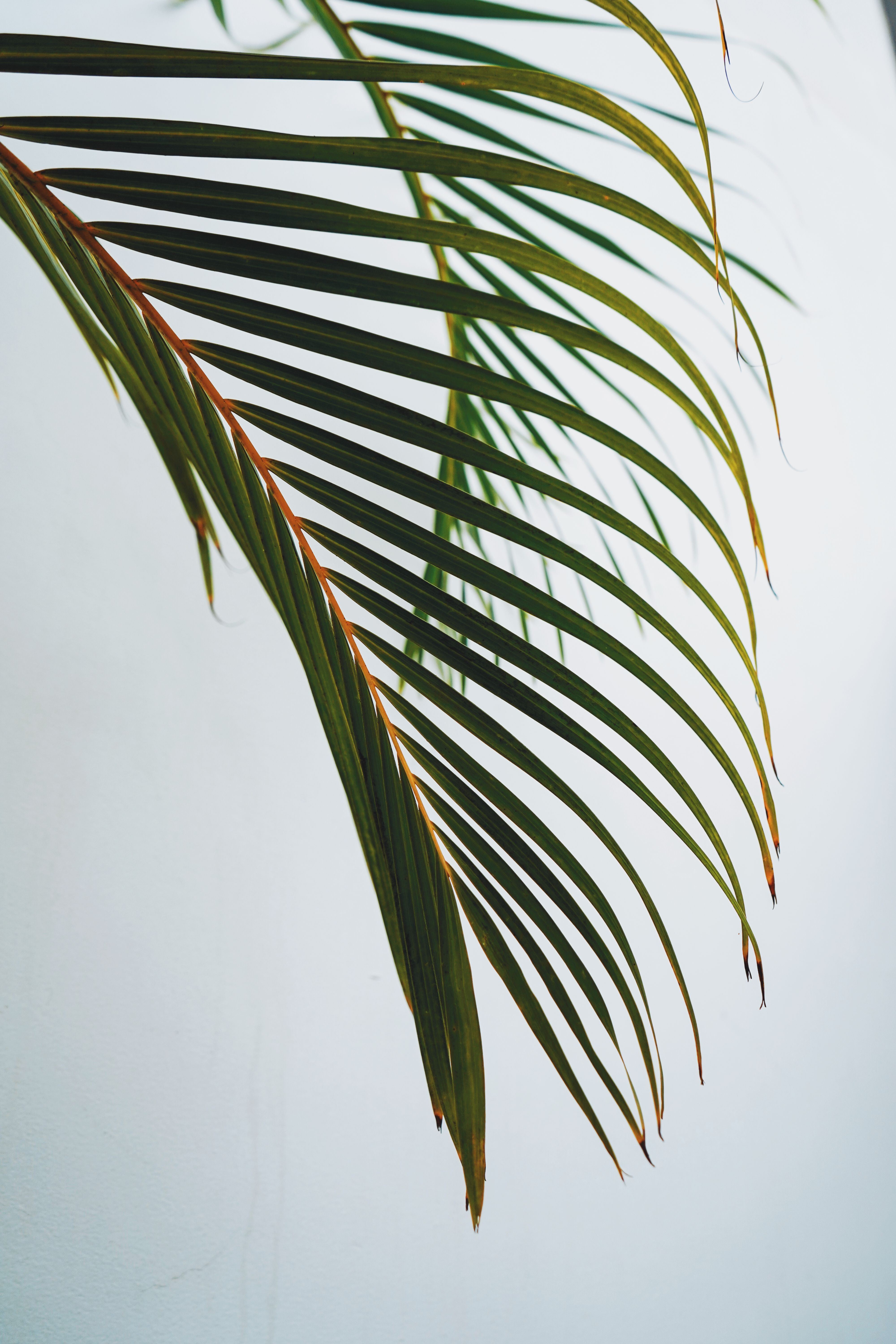 Close up of Long Leaves of Plant · Free Stock Photo