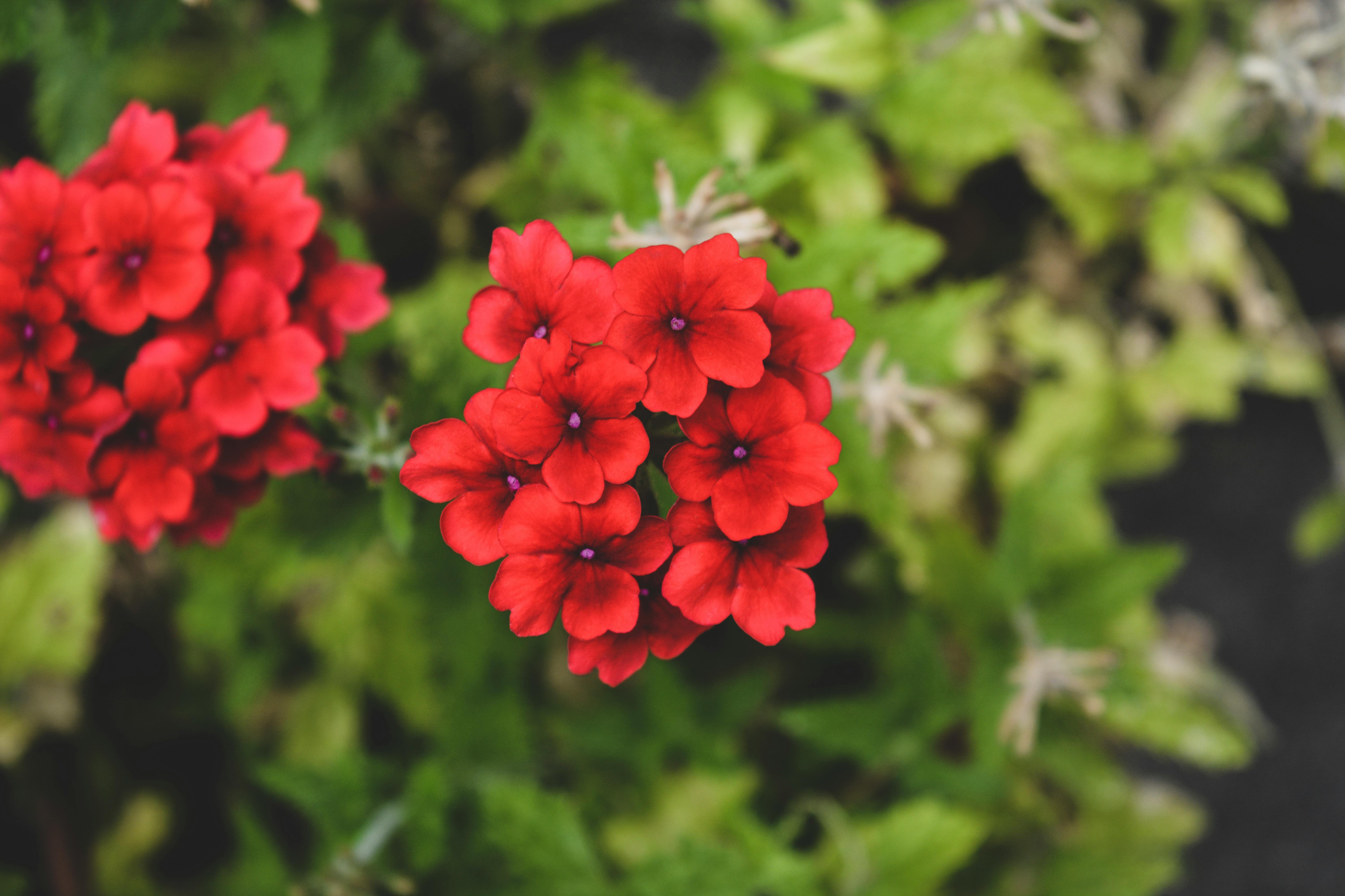 Dimitris Chatzoulis - Photography