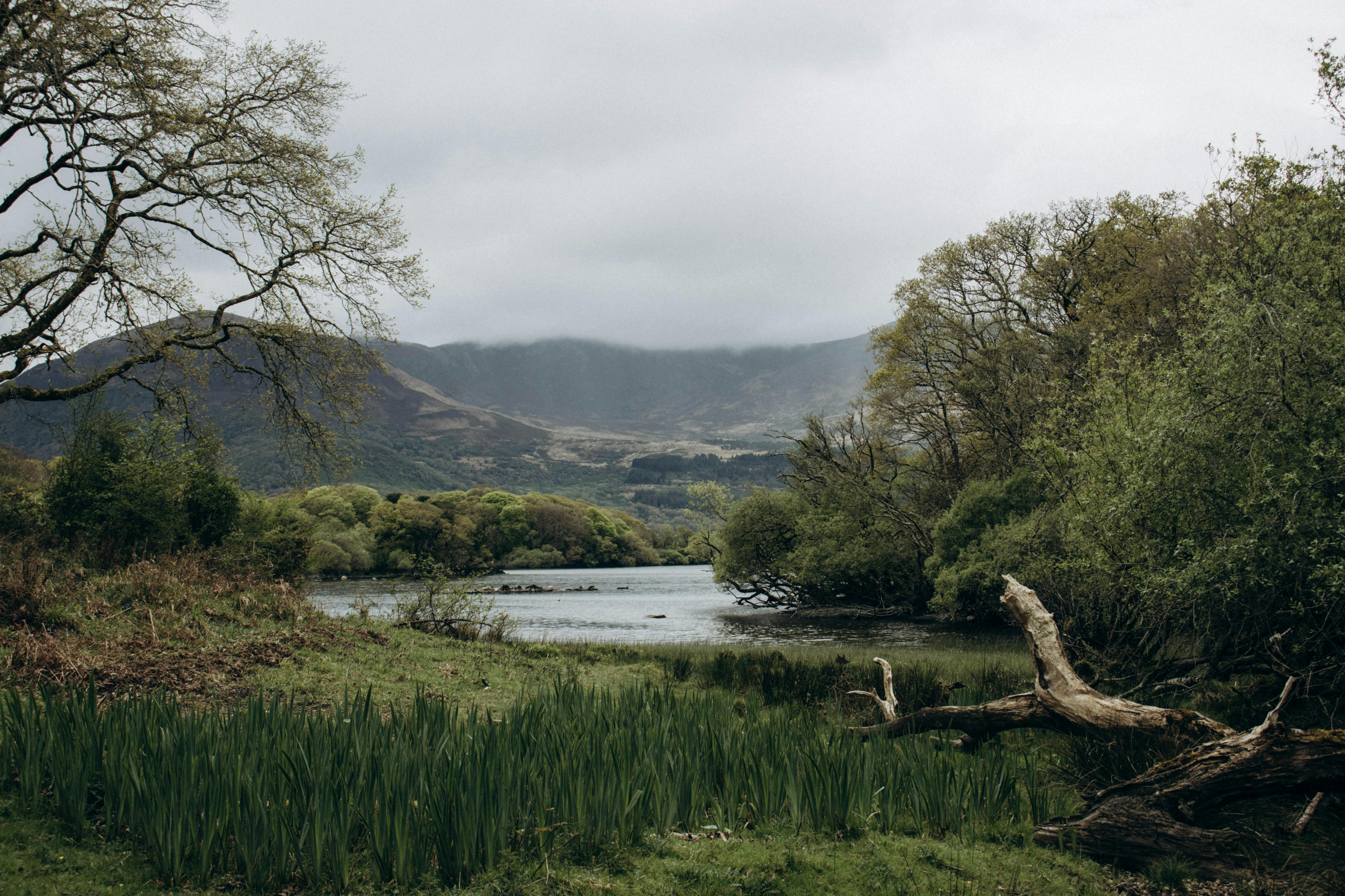 Green Rushes and Trees around Lake · Free Stock Photo