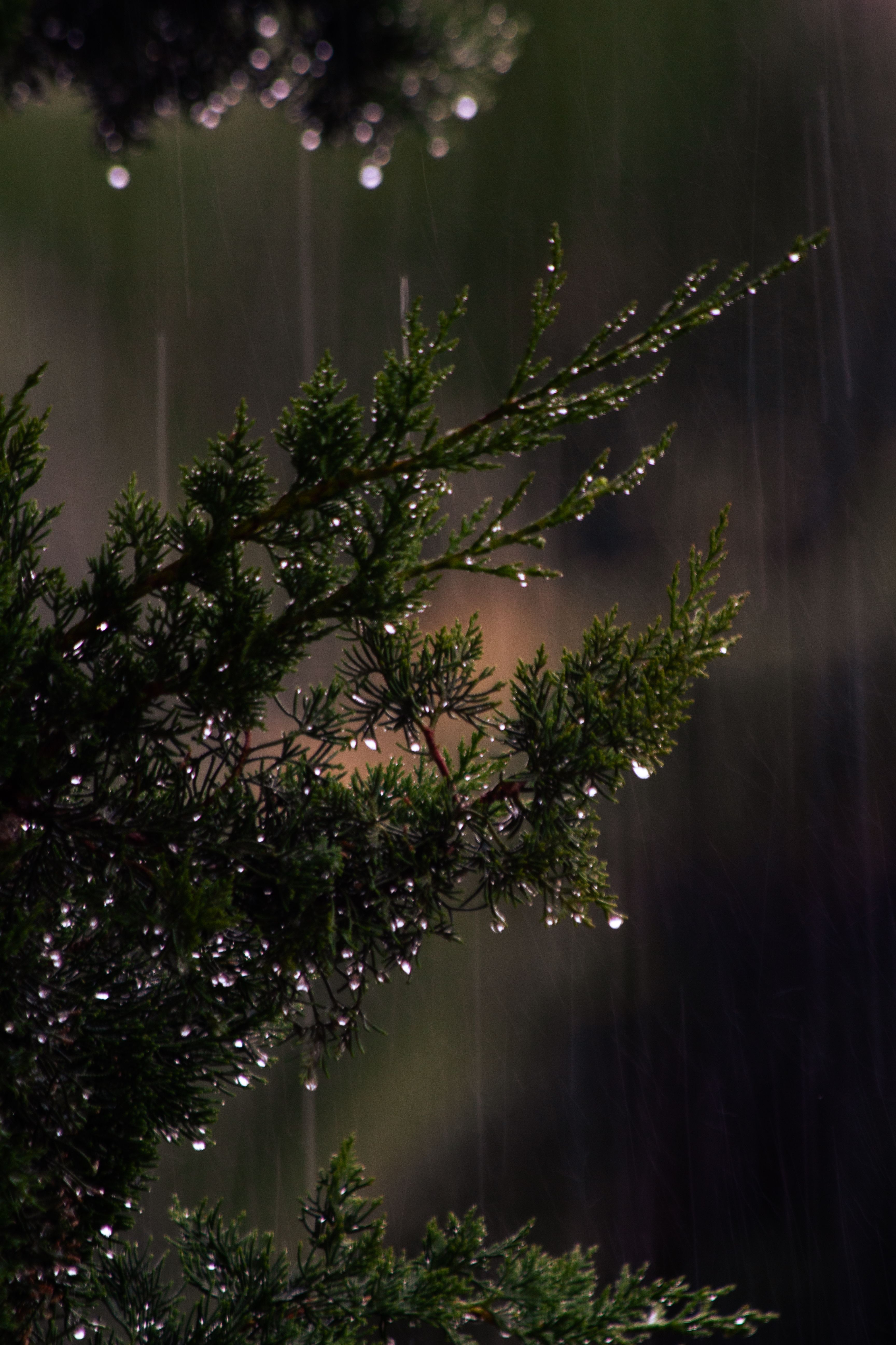 Raindrops on Evergreen Leaves · Free Stock Photo