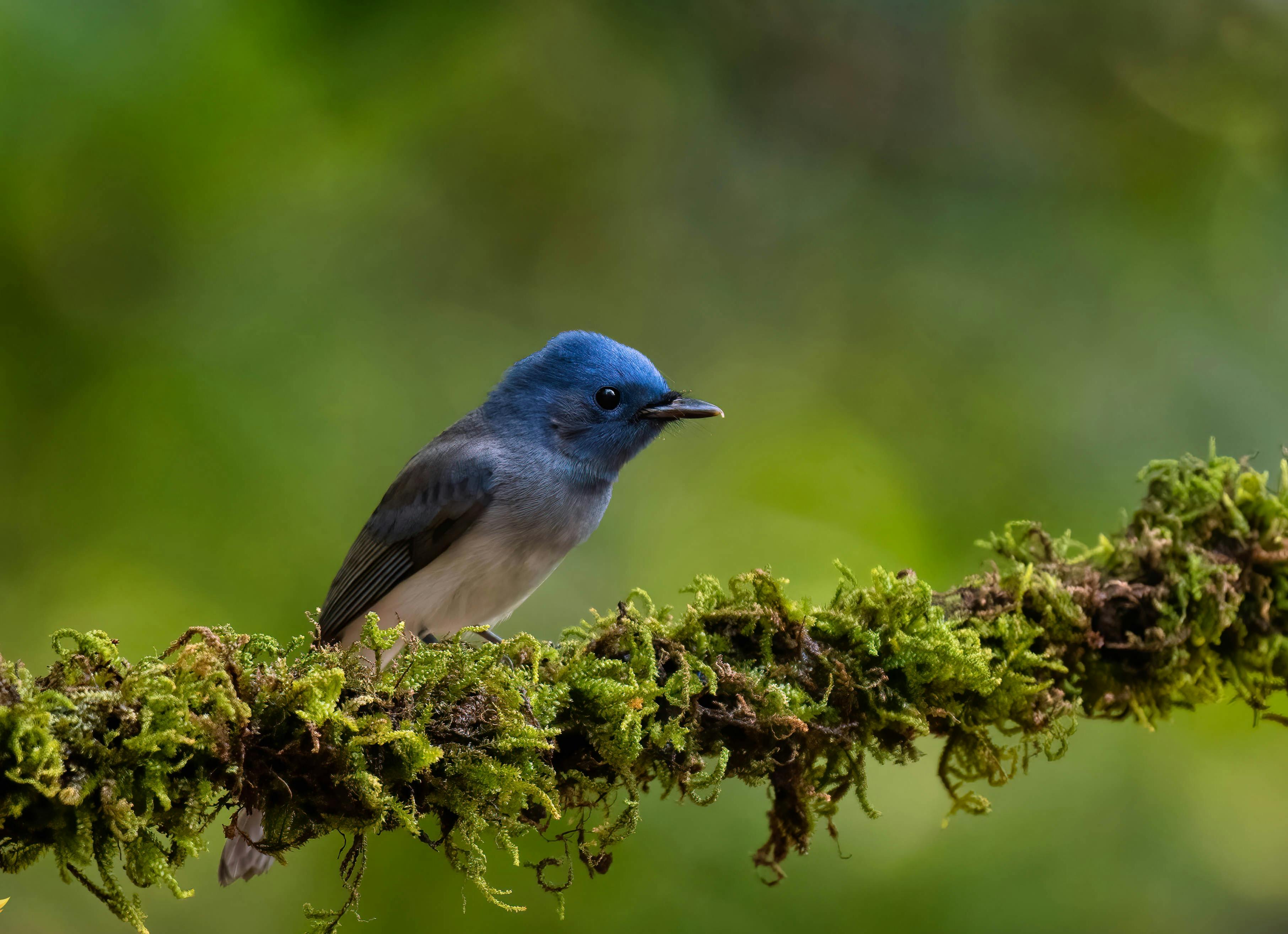 Black Naped Monarch Bird · Free Stock Photo
