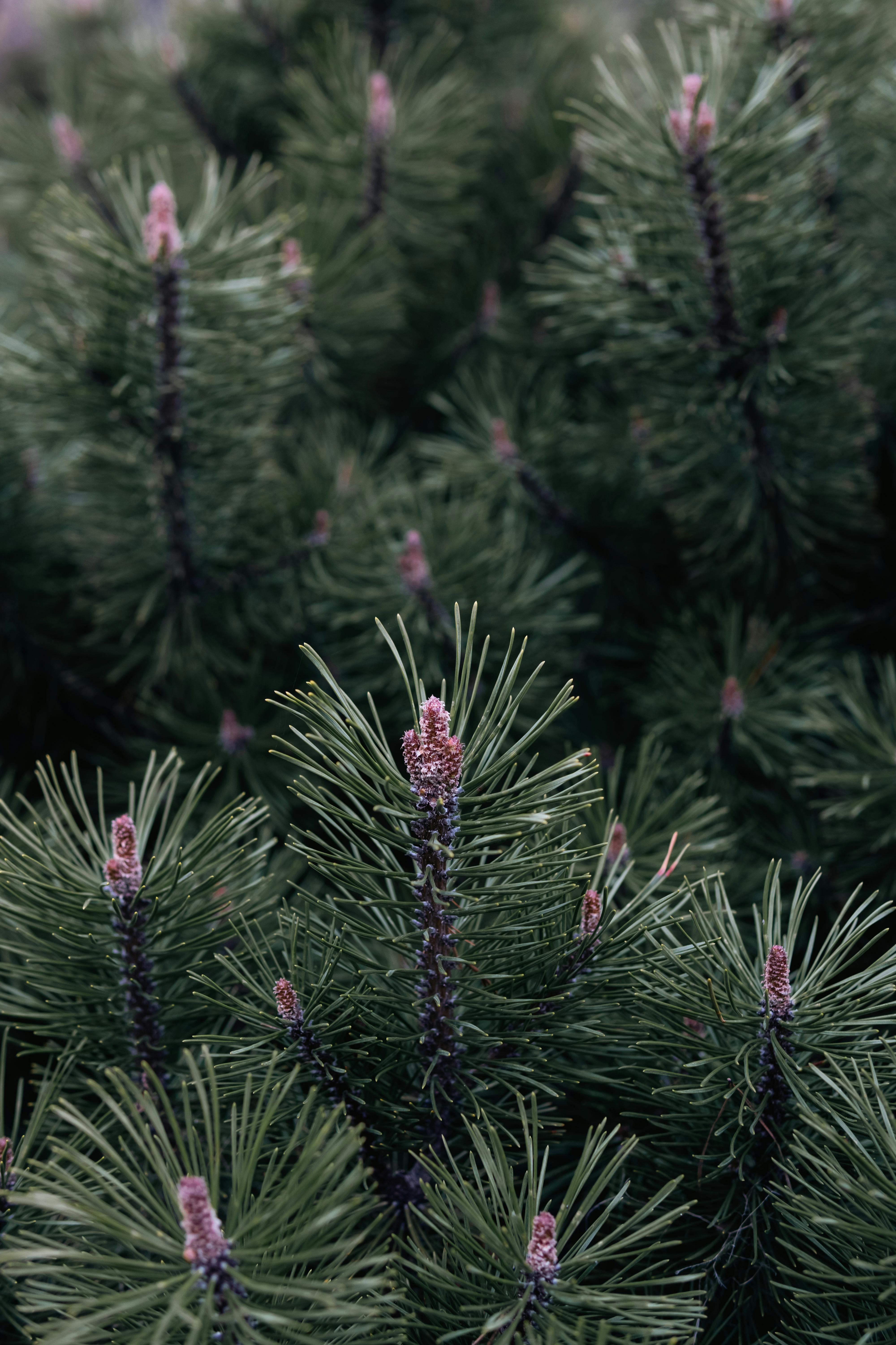 Spiky Pine Branches · Free Stock Photo