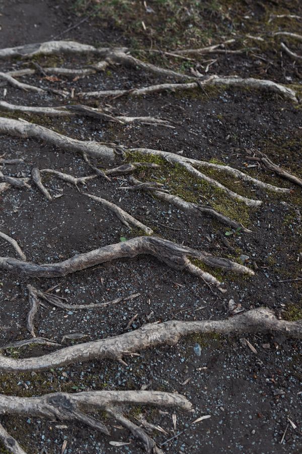 Roots Photos, Download The BEST Free Roots Stock Photos & HD Images