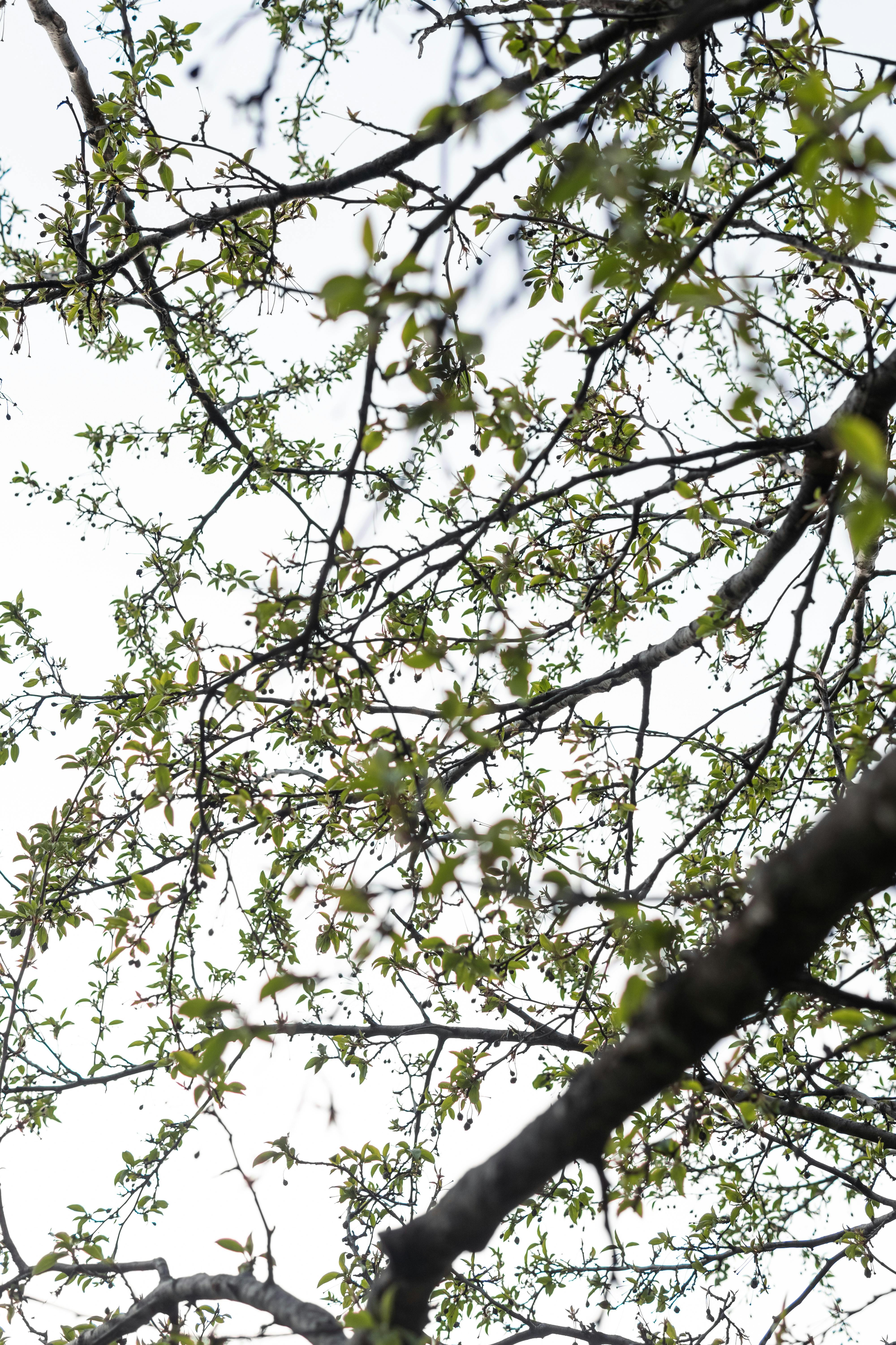 Close up of Branches on Tree · Free Stock Photo