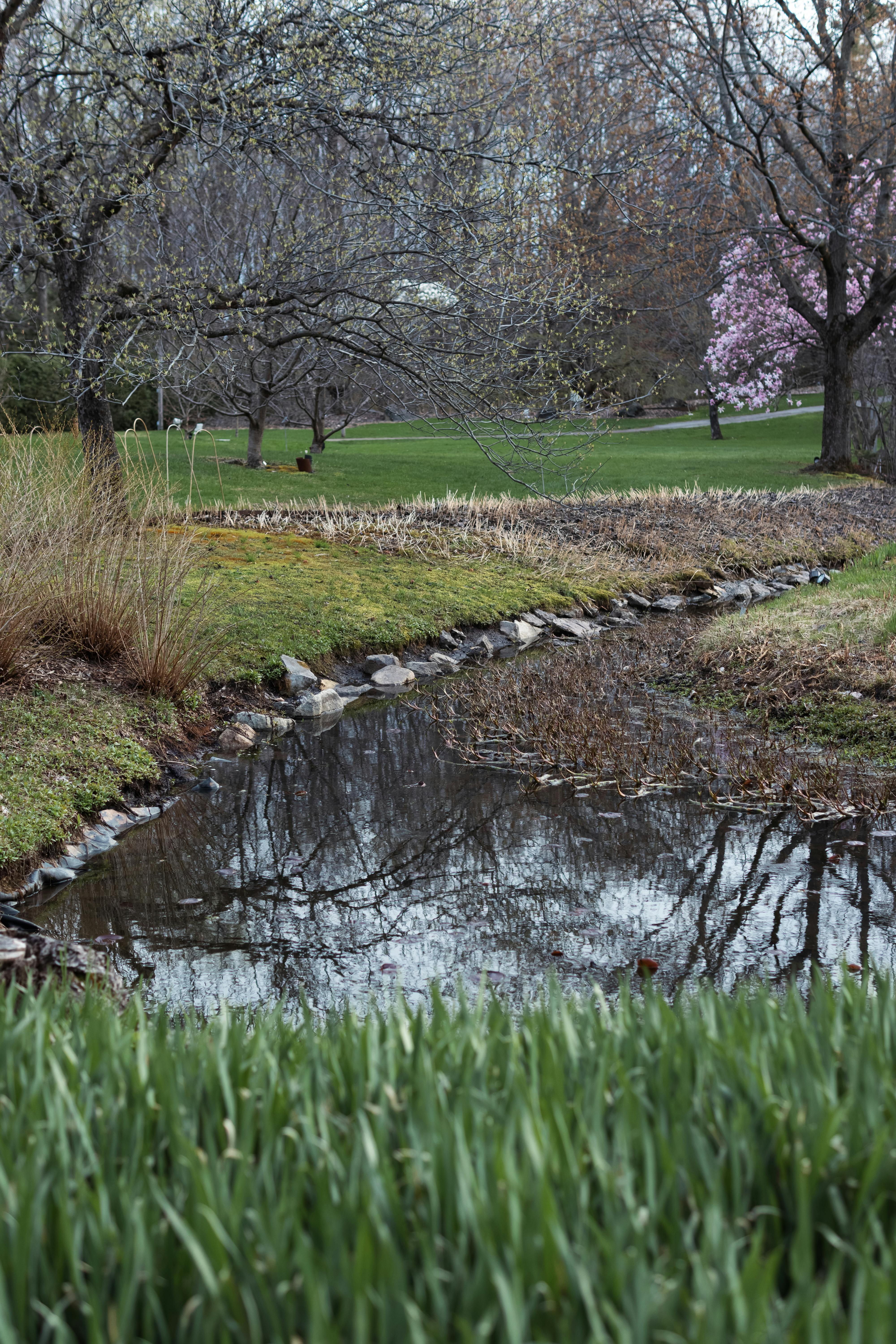 Park Stream in Spring · Free Stock Photo
