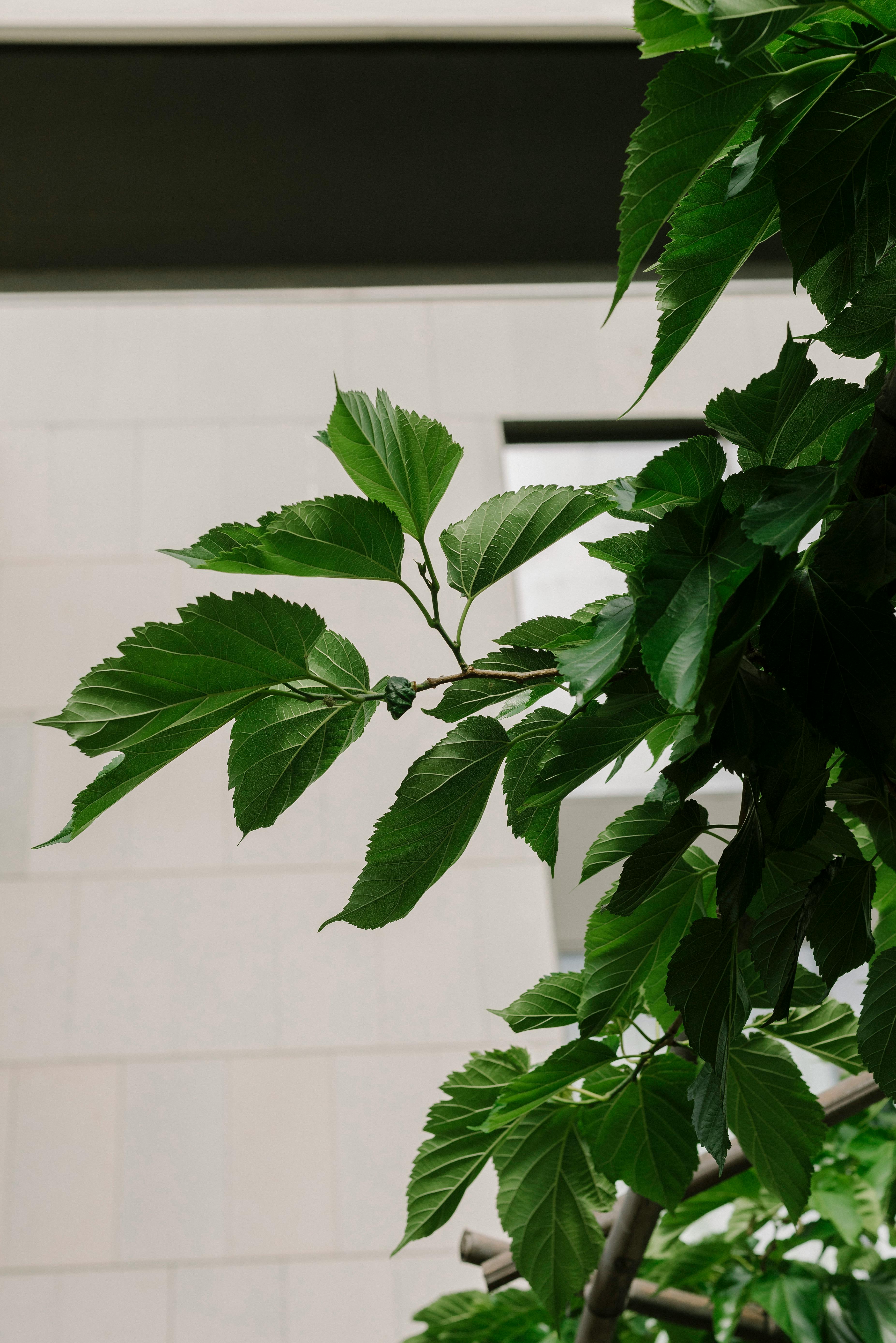 Plant Foliage Photos, Download The BEST Free Plant Foliage Stock Photos ...