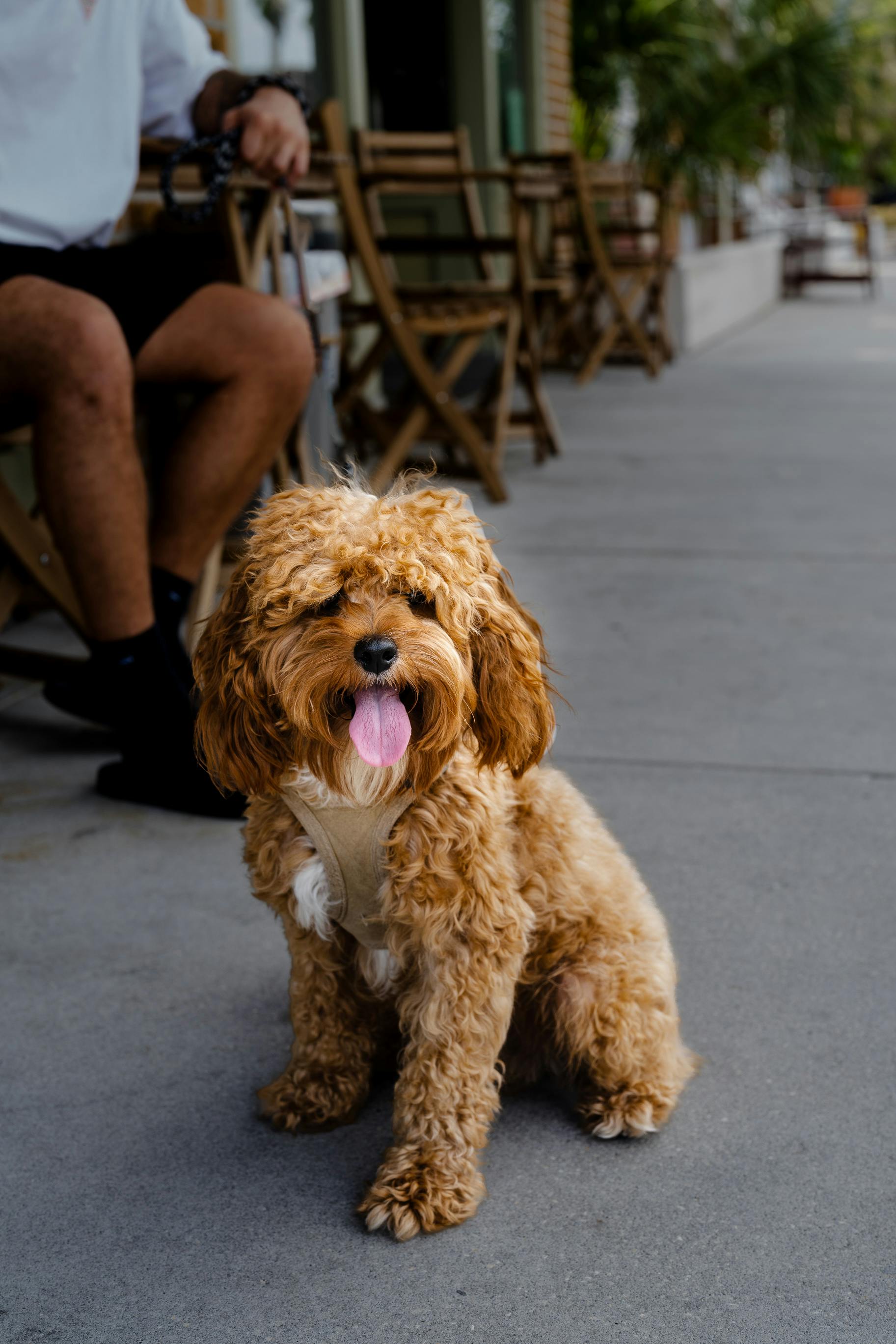 Cavapoo Photos, Download The BEST Free Cavapoo Stock Photos & HD Images