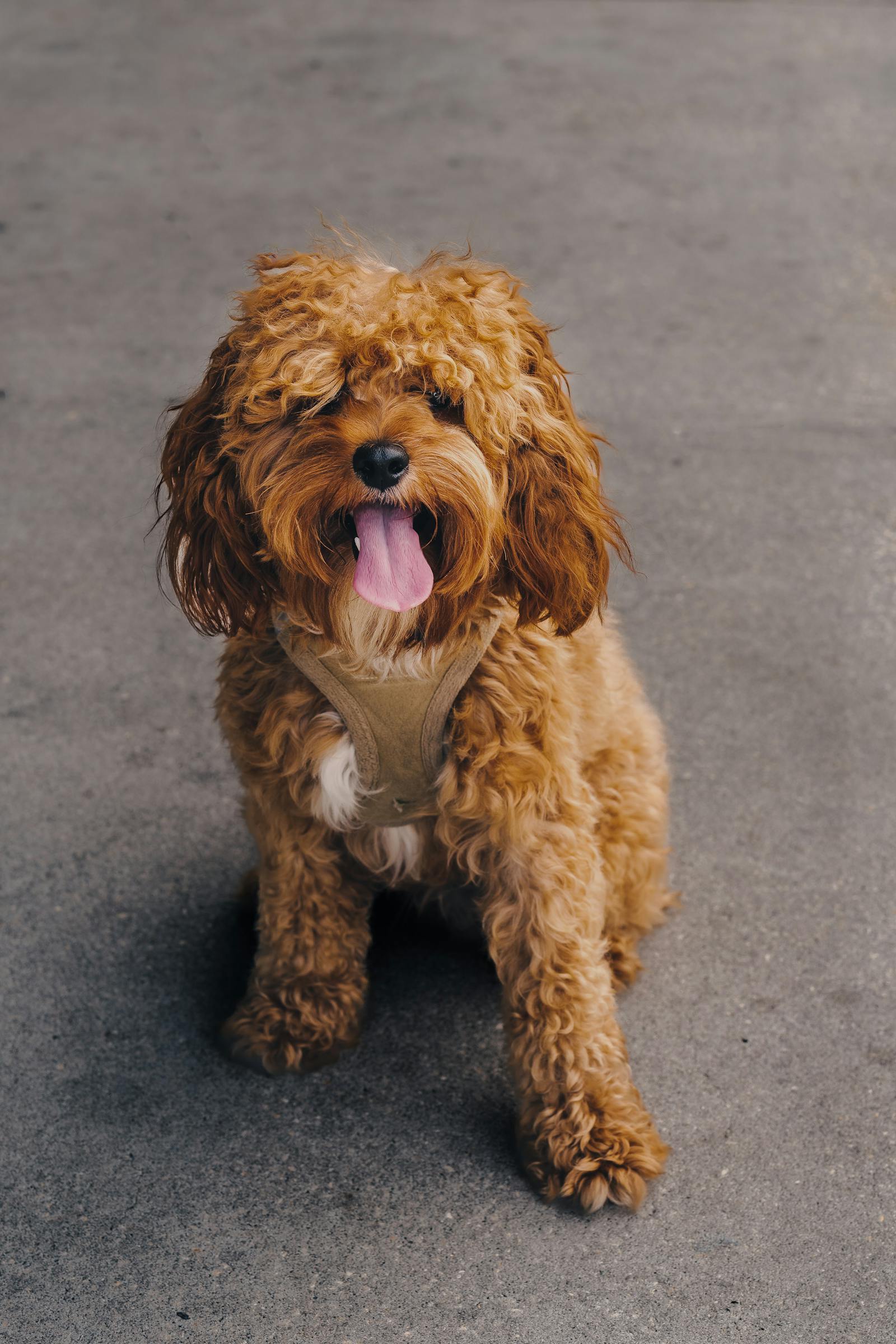 Cavapoo Dog Photos, Download The BEST Free Cavapoo Dog Stock Photos ...