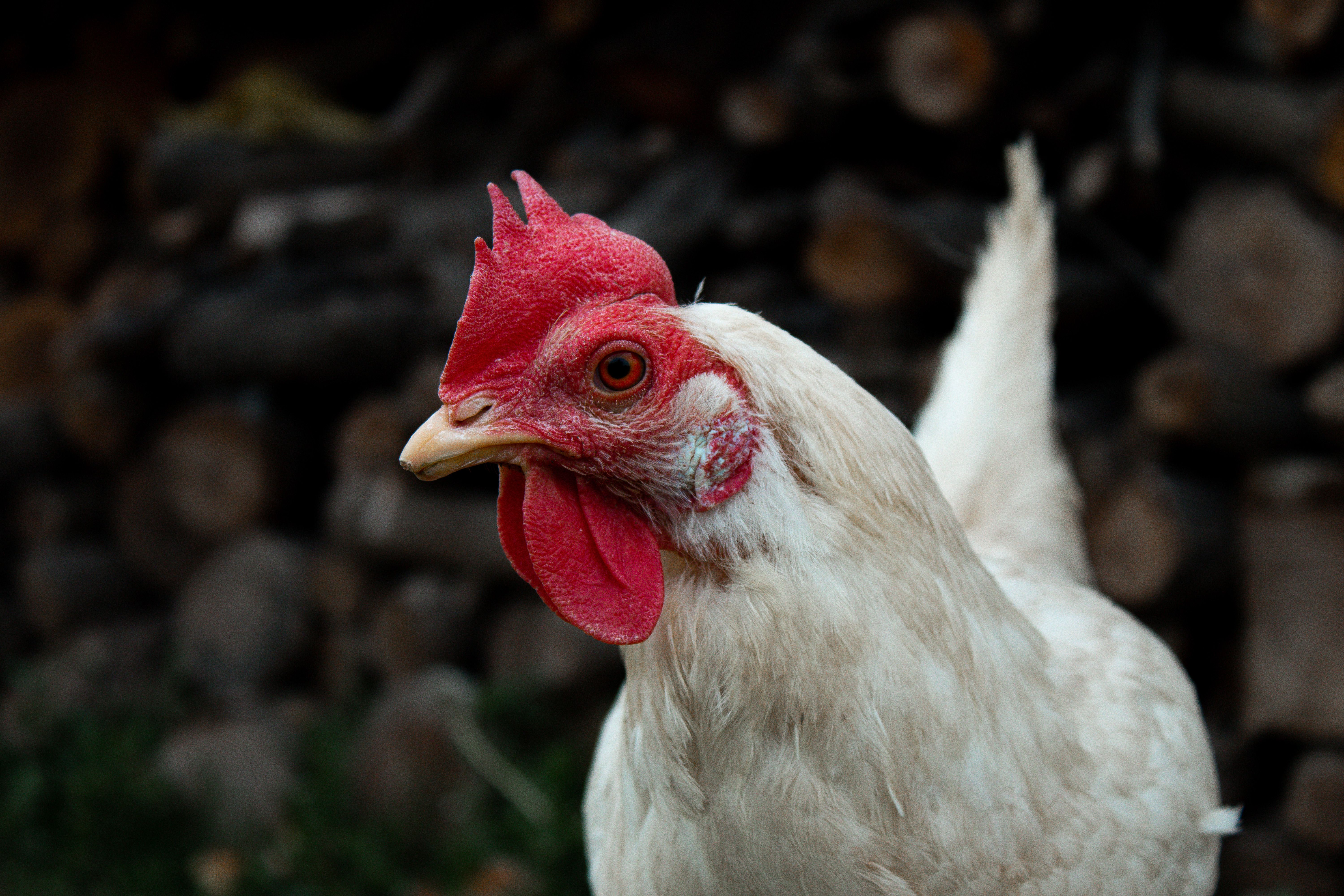 Foto de stock gratuita sobre animal, blanco, de cerca, fondo de ...