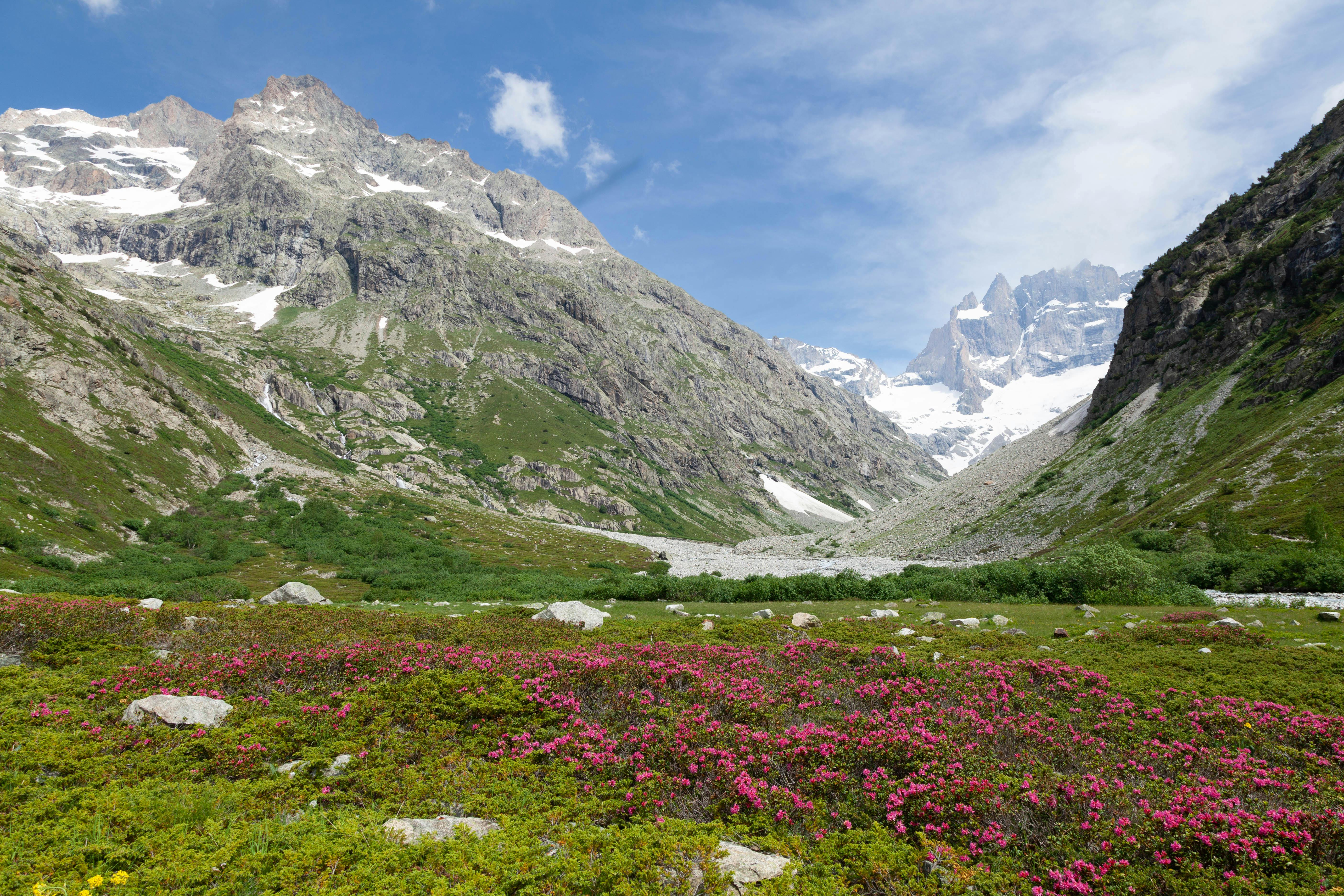 Alpine Landscape with Snowcapped Mountains and a Green Valley with Pink ...