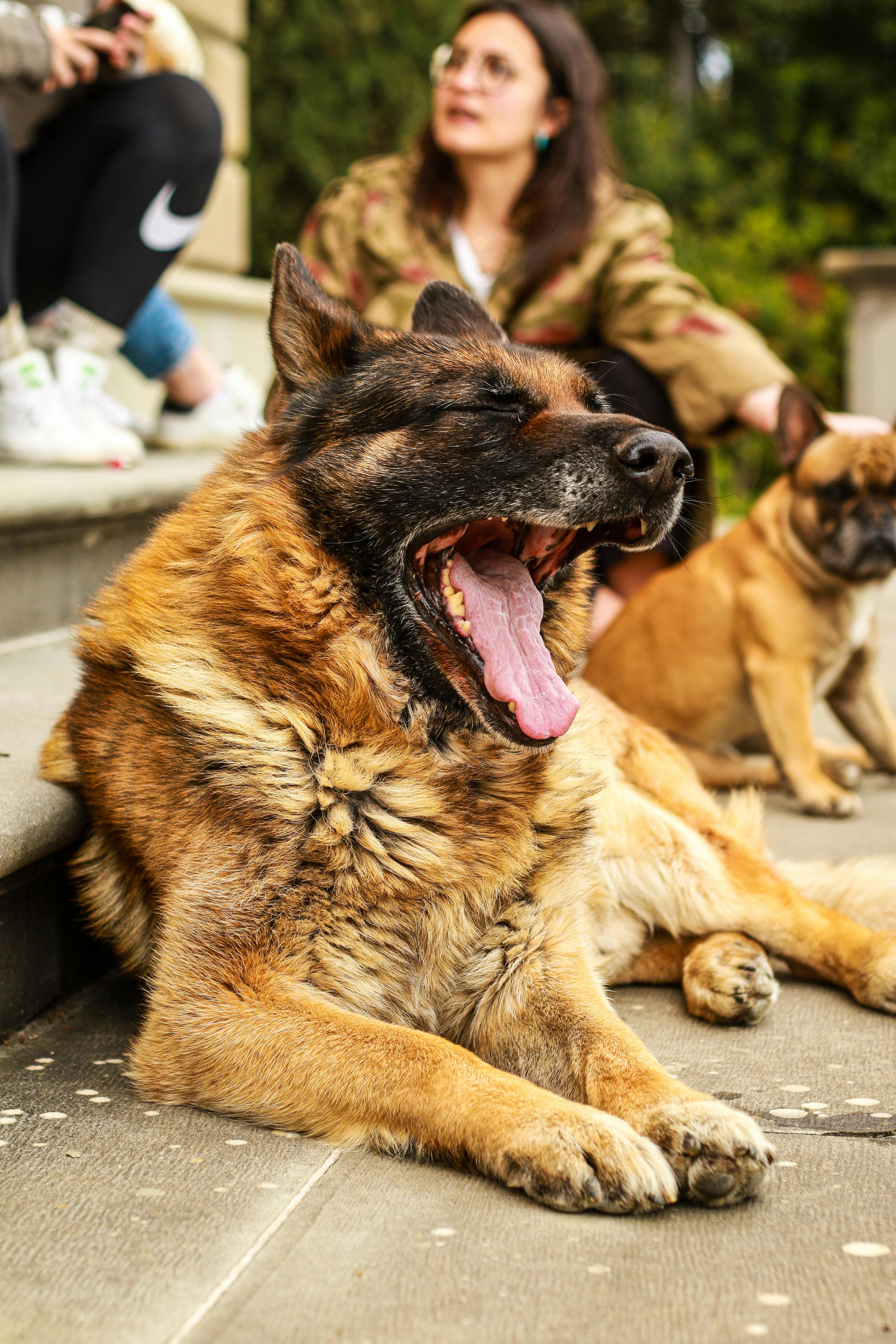 Close up of Yawning Dog · Free Stock Photo