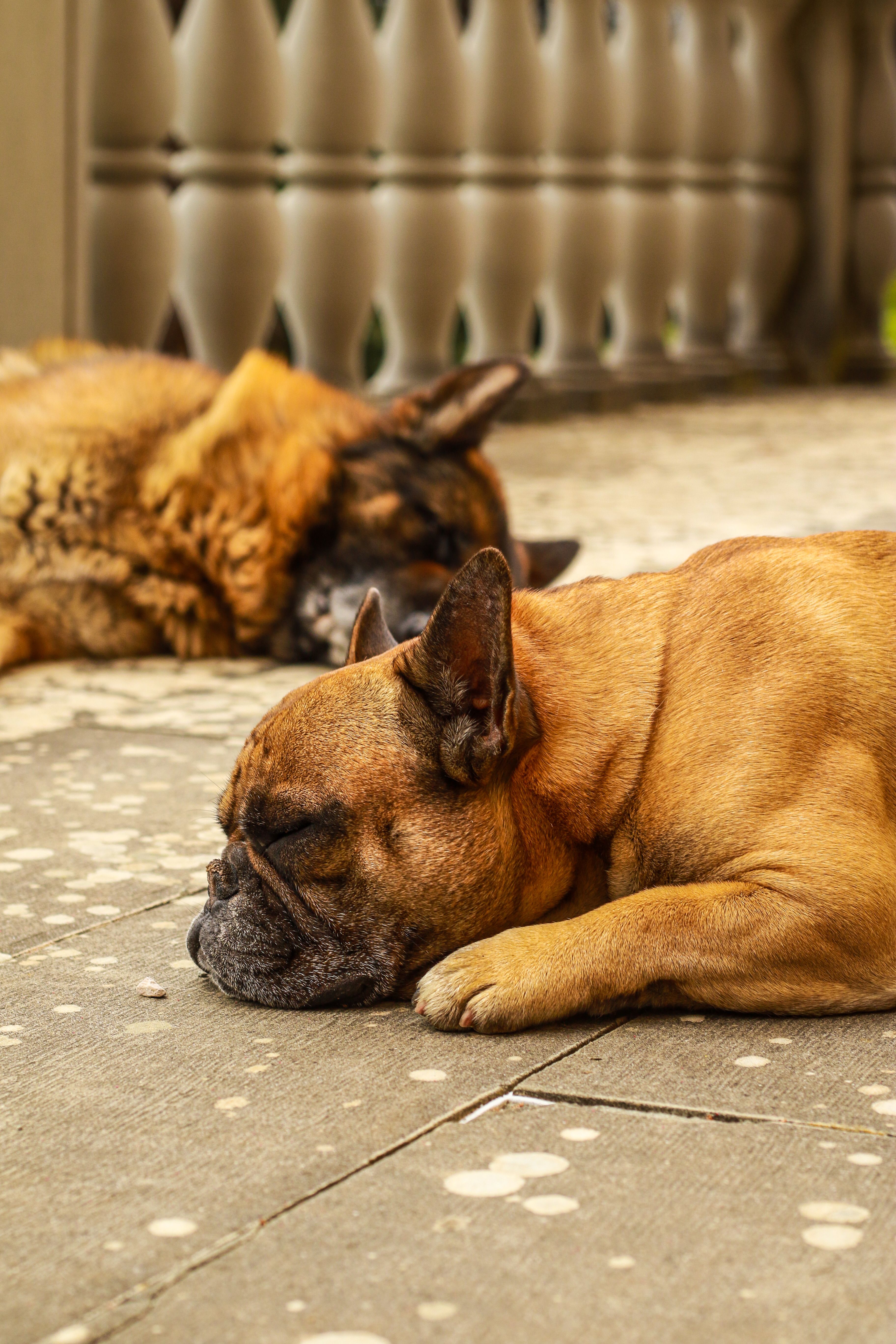 Dogs Lying Down on Pavement · Free Stock Photo