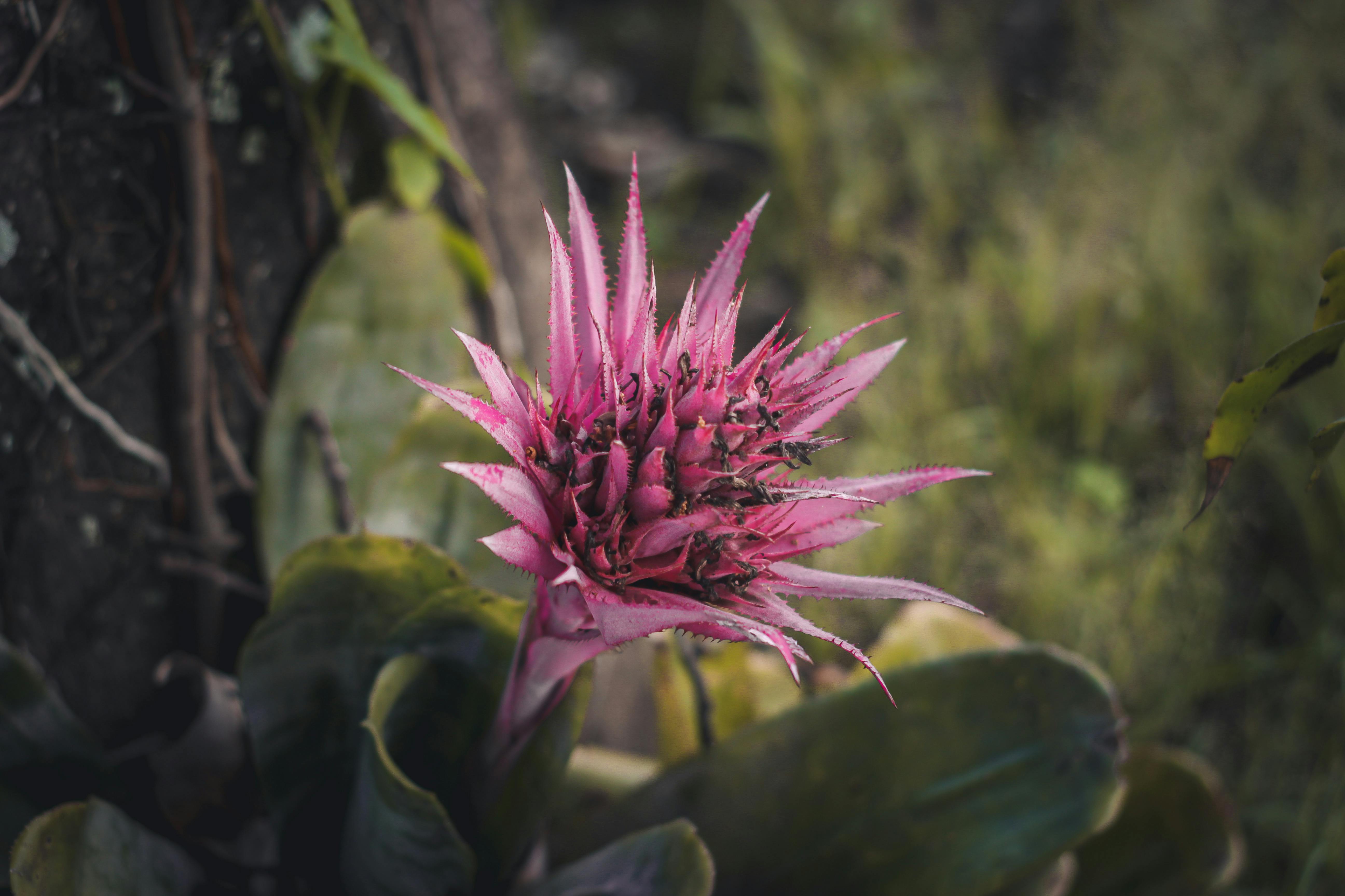 Pink Blooming Aechmea Flower · Free Stock Photo