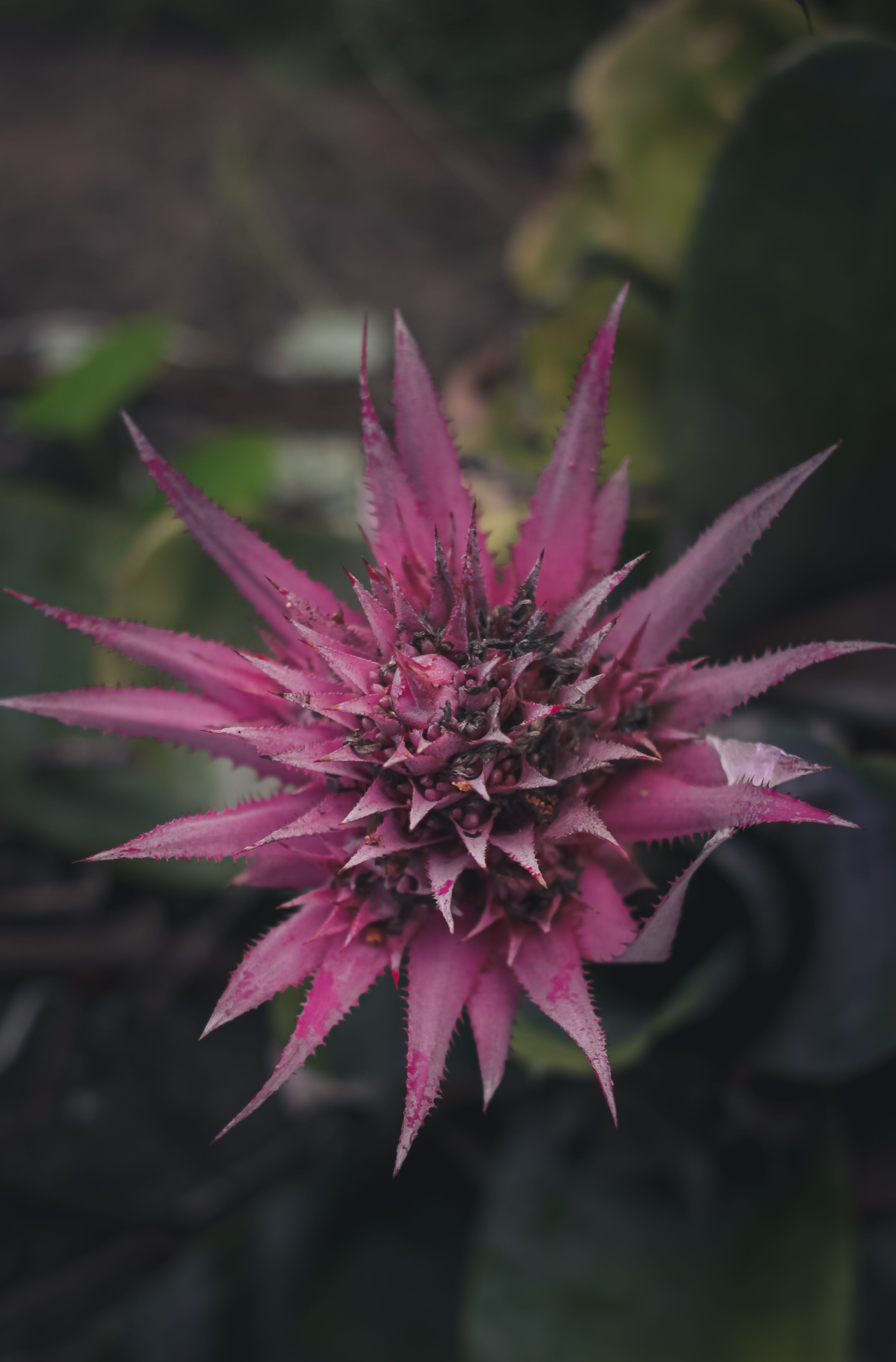 Pink Spiky Flower · Free Stock Photo