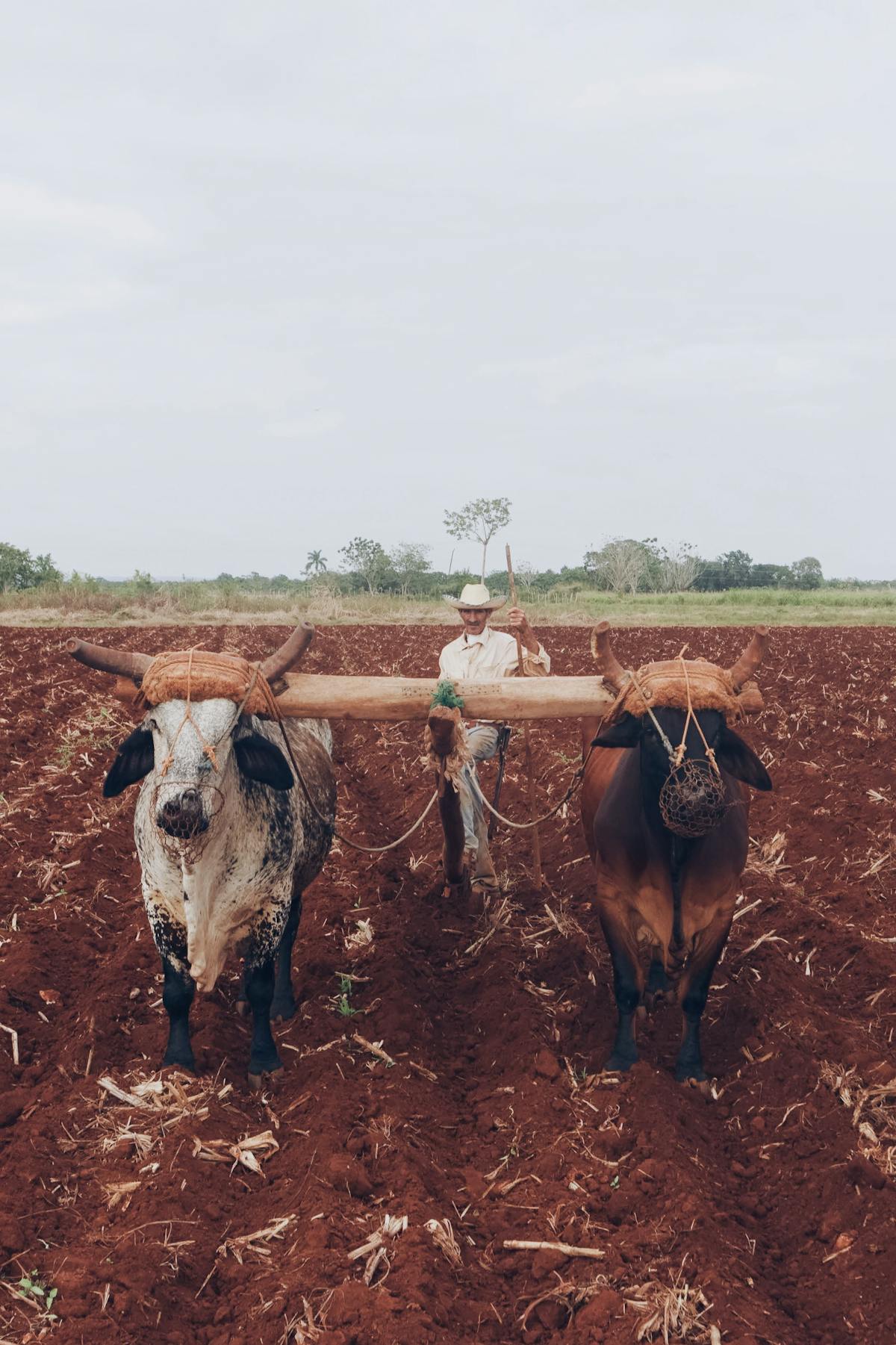 Cow Plow Photos, Download The BEST Free Cow Plow Stock Photos & HD Images