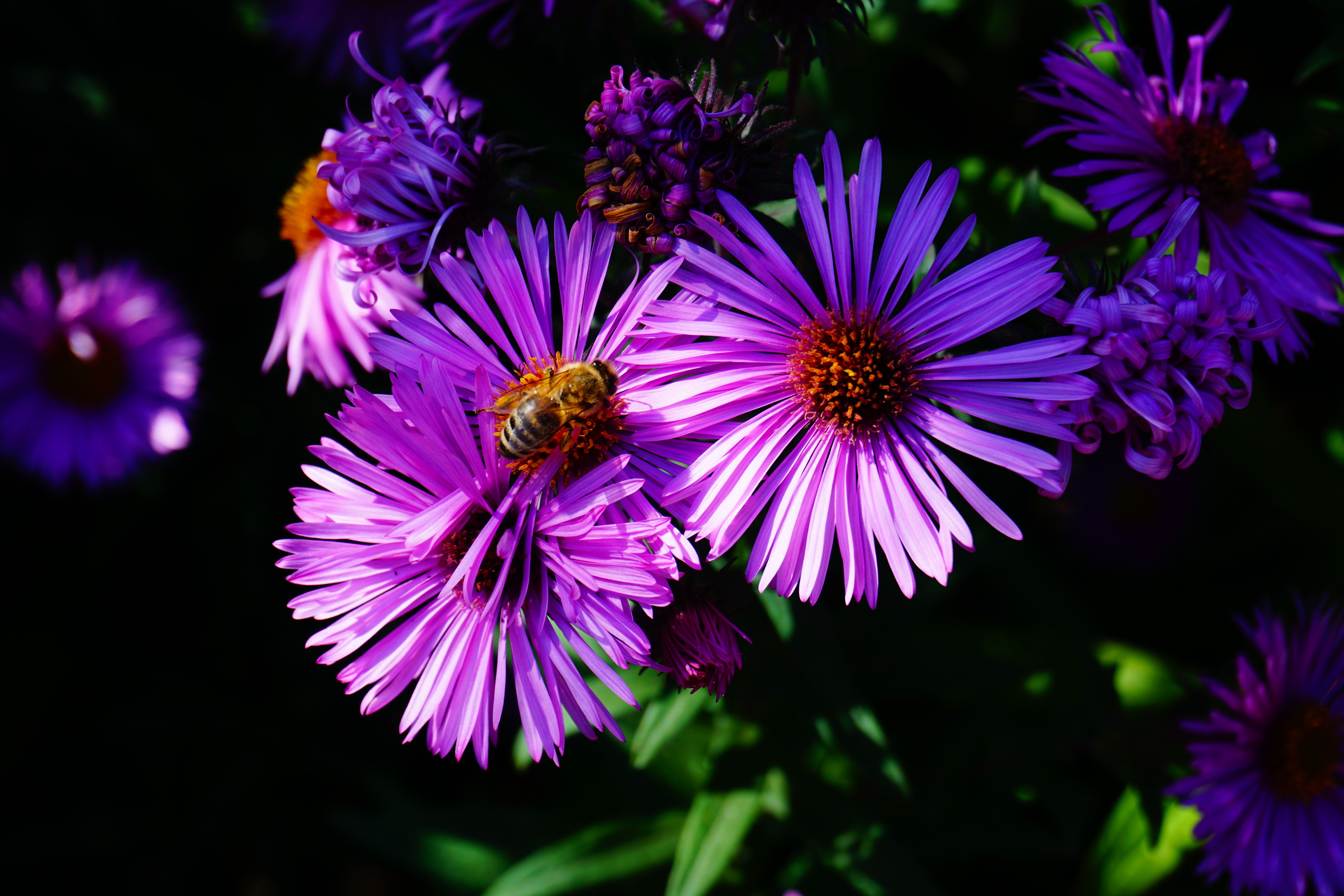 Bee on Purple Lavender Flowers · Free Stock Photo