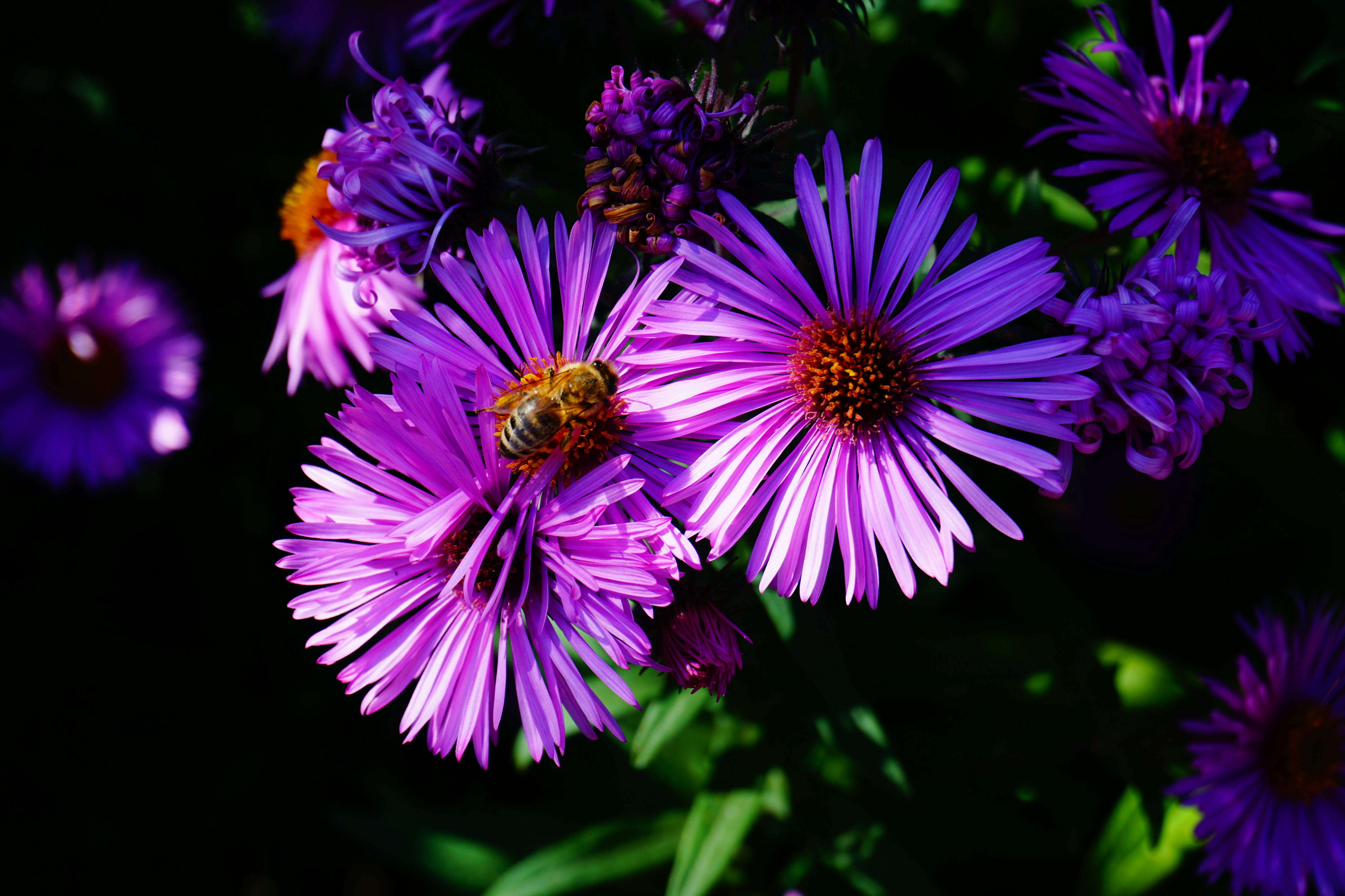 Bee on Purple Flowers · Free Stock Photo