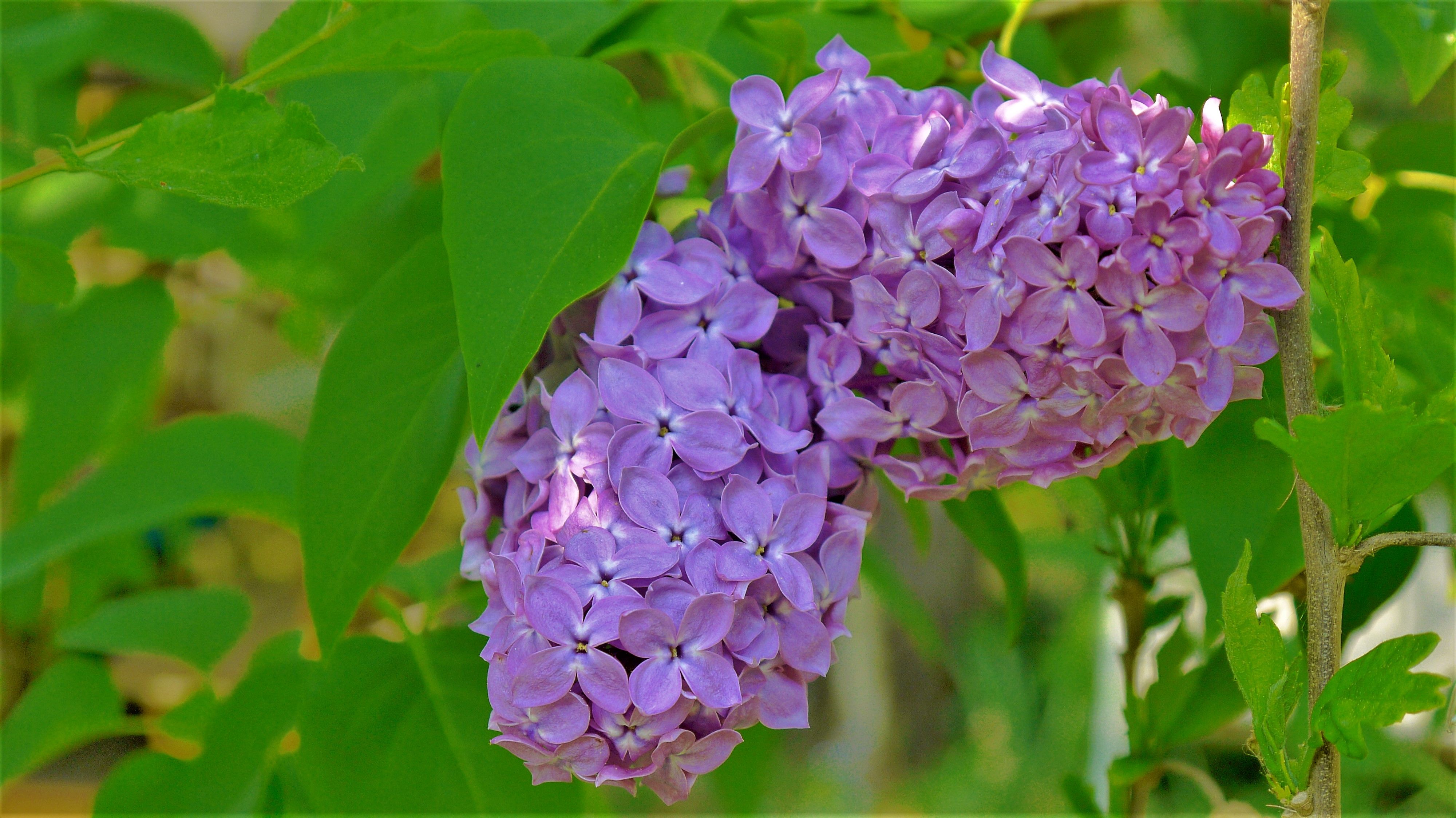 Lilac Flowers of Mint Plant · Free Stock Photo