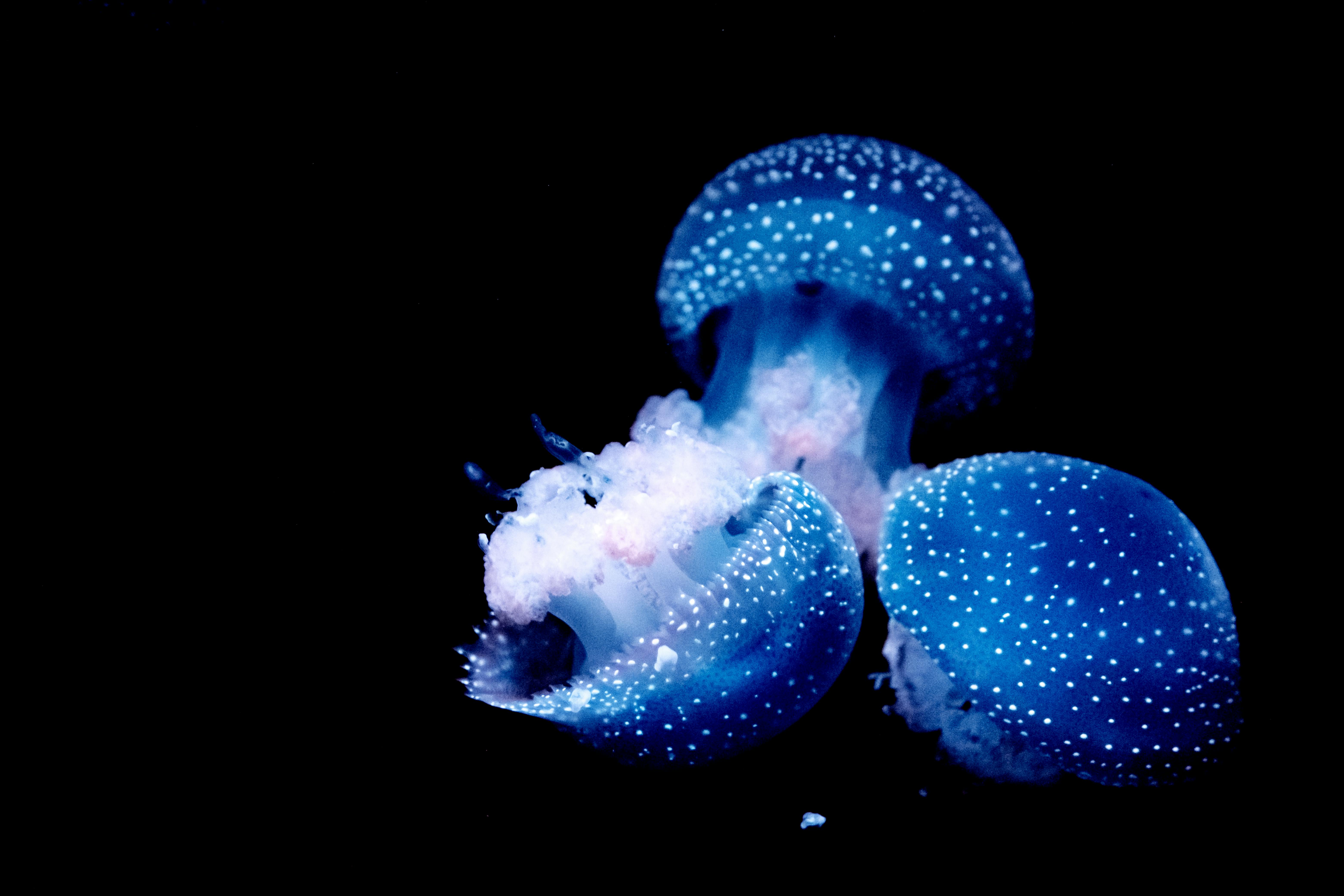 Oled Desktop Wallpapers Photos, Download The BEST Free Oled Desktop ...