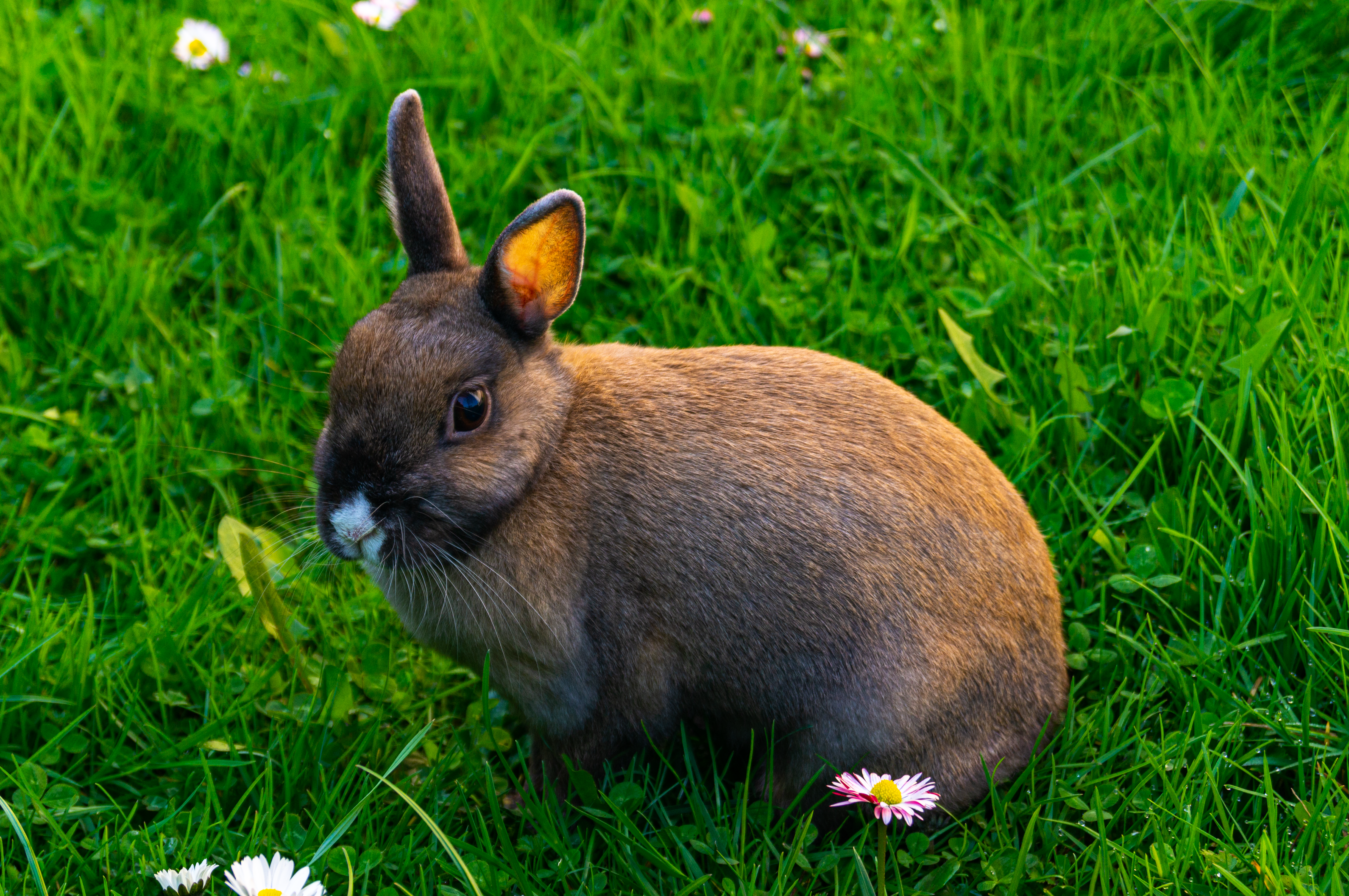 Gratis stockfoto van aanbiddelijk, beest, bloemen, bruin konijn, buiten ...