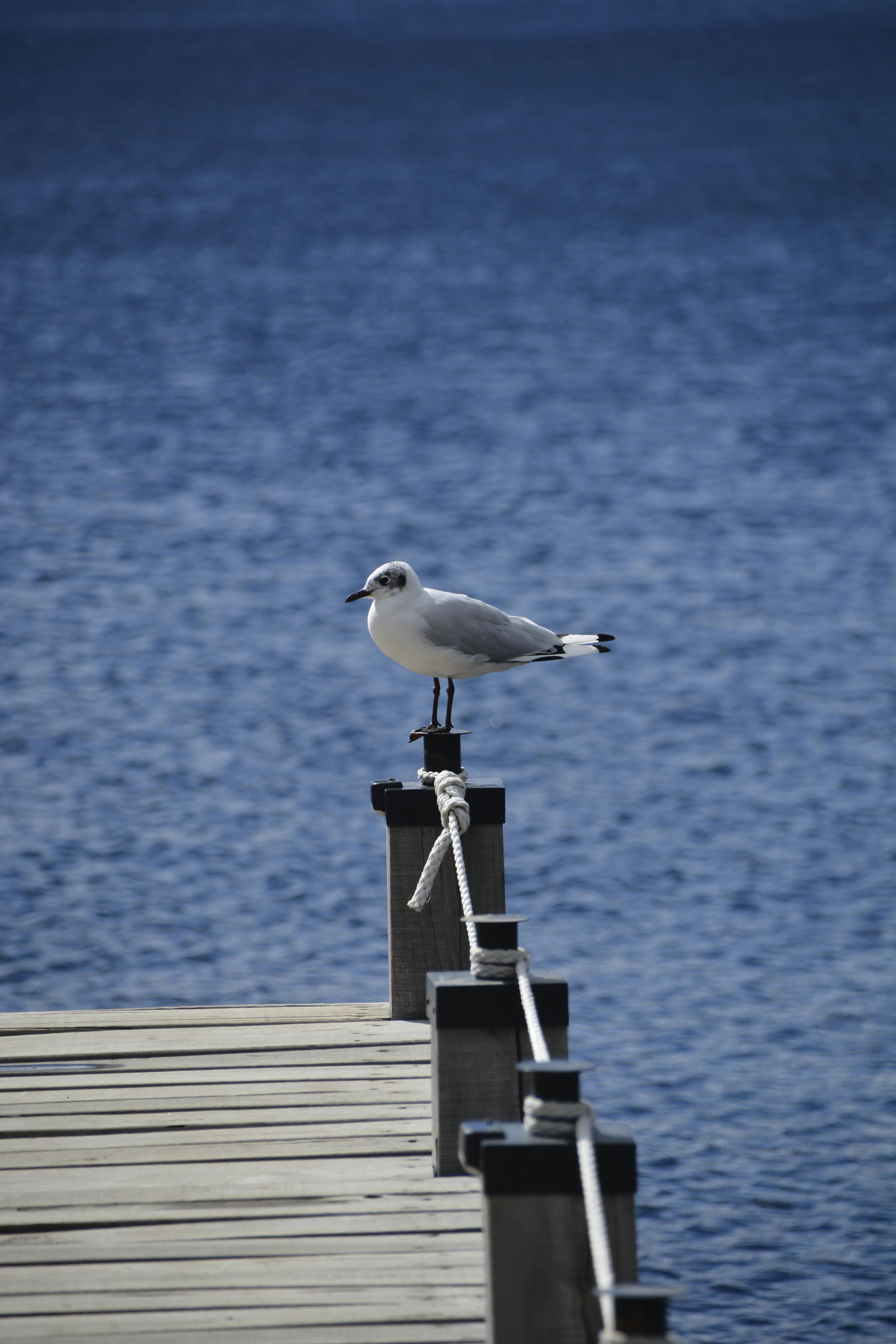 Seagull Landing on Arm of Smiling Woman · Free Stock Photo