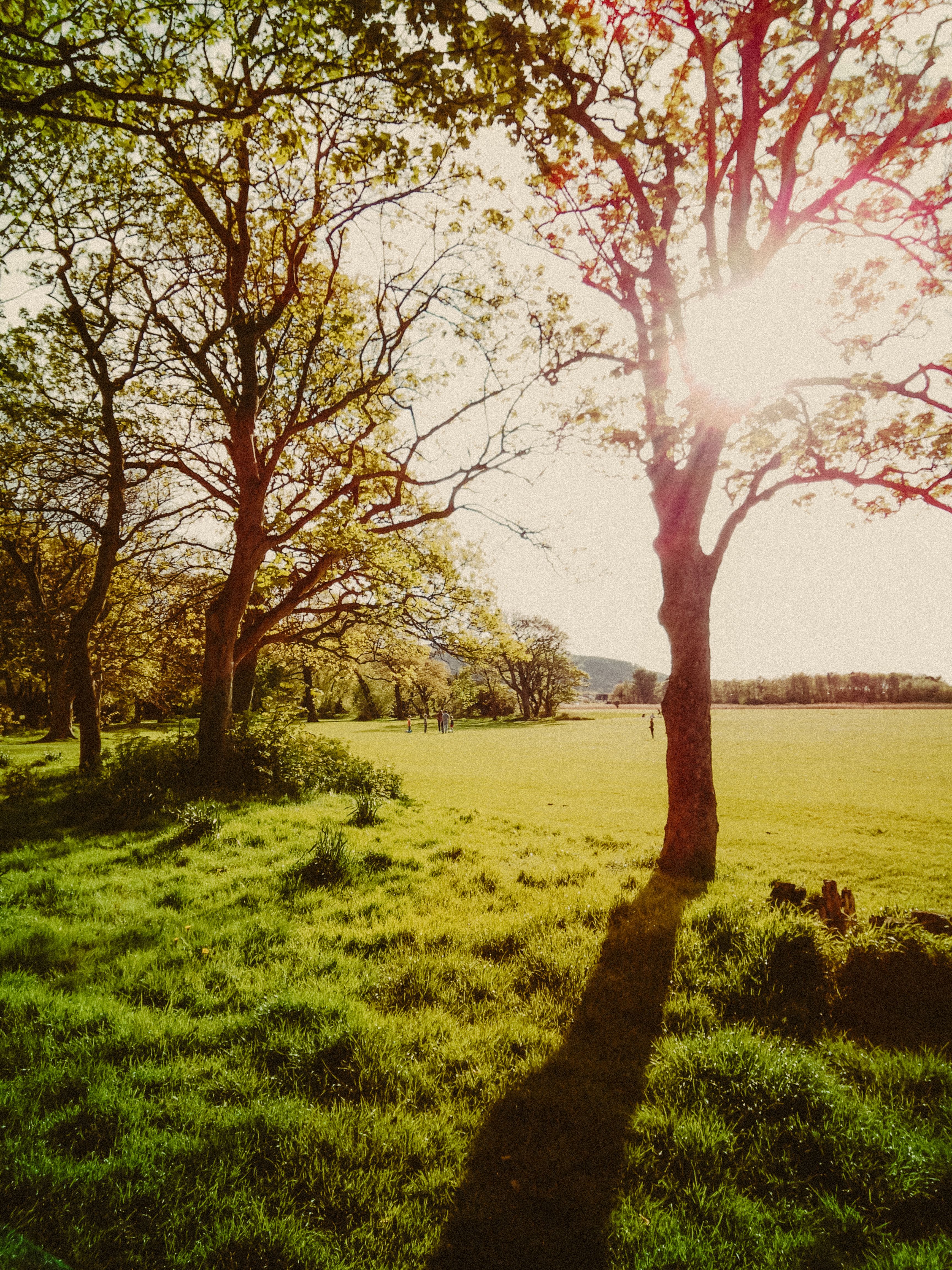 Photo of Tree on Grass Field · Free Stock Photo