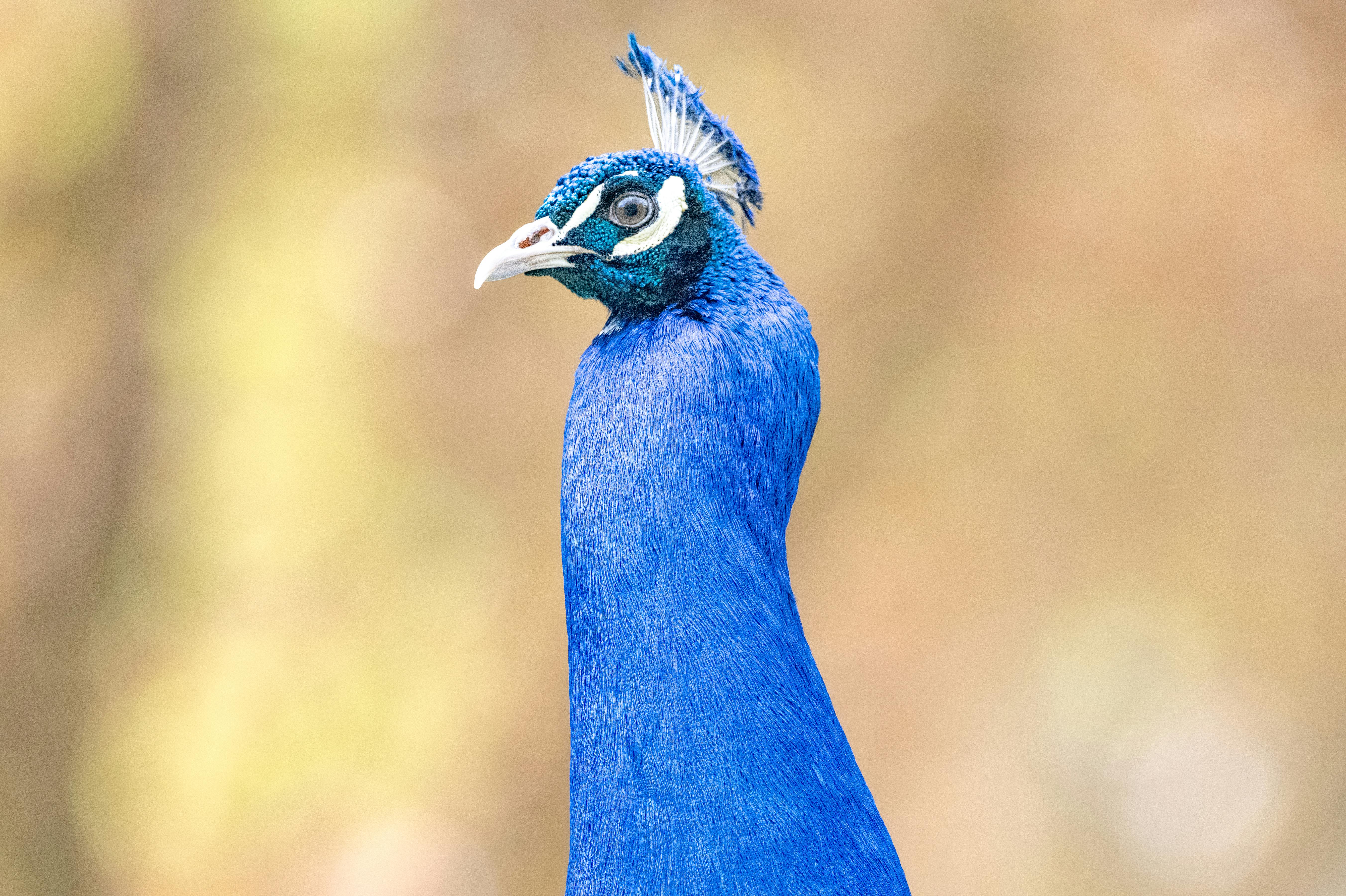 Closed-up of Exotic Blue Bird in Nature · Free Stock Photo