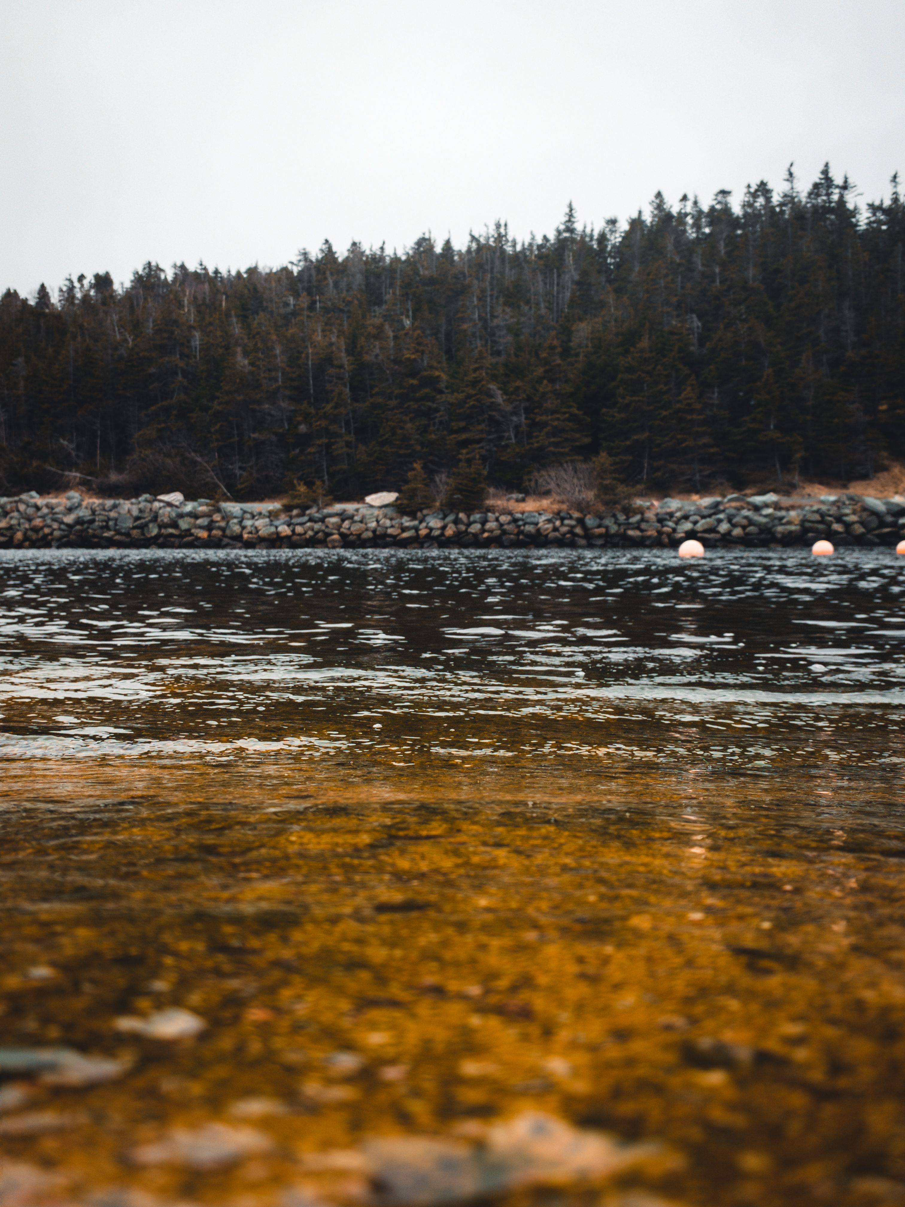 Marsh at the Edge of a Pine Tree Forest · Free Stock Photo
