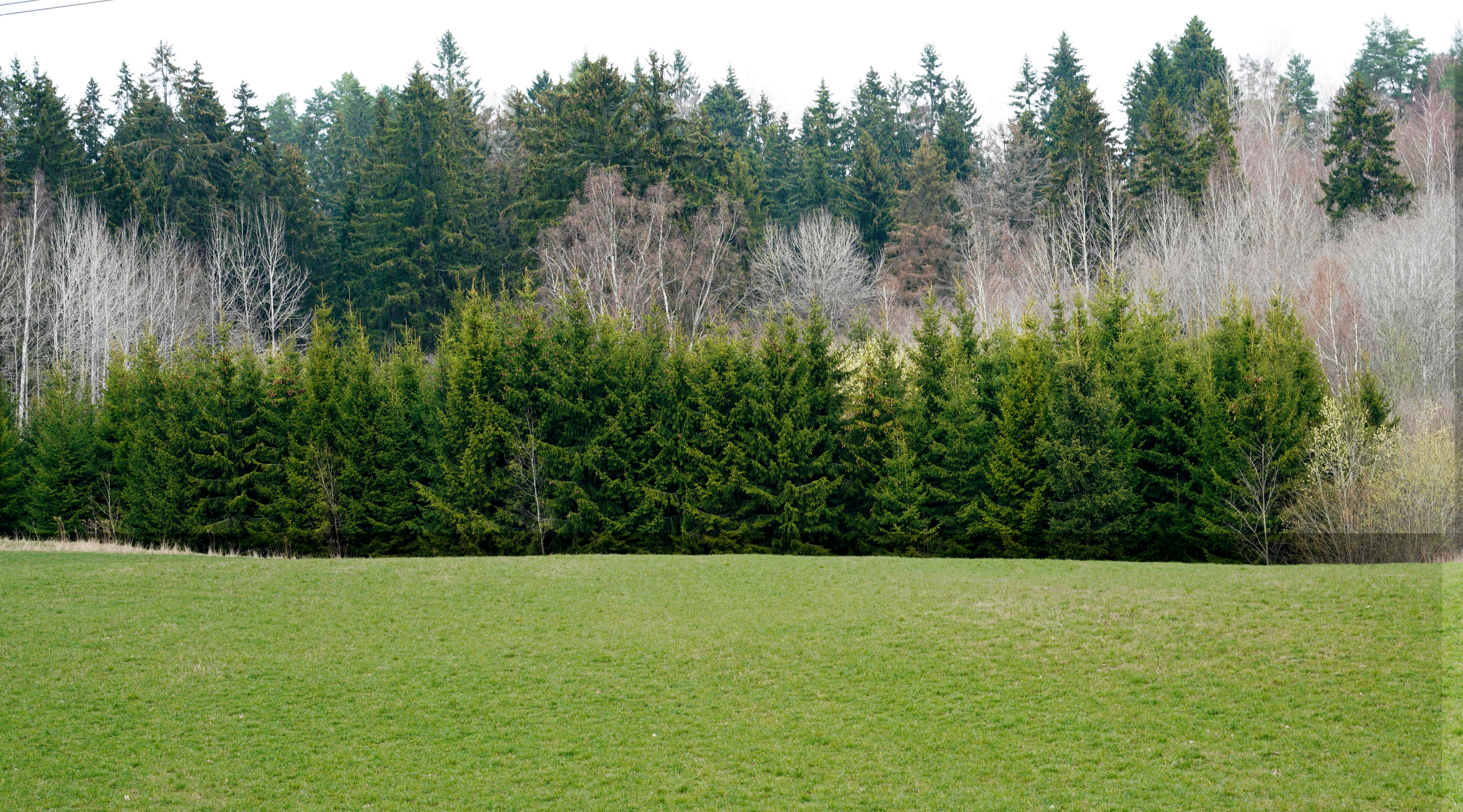 Edge of Forest · Free Stock Photo